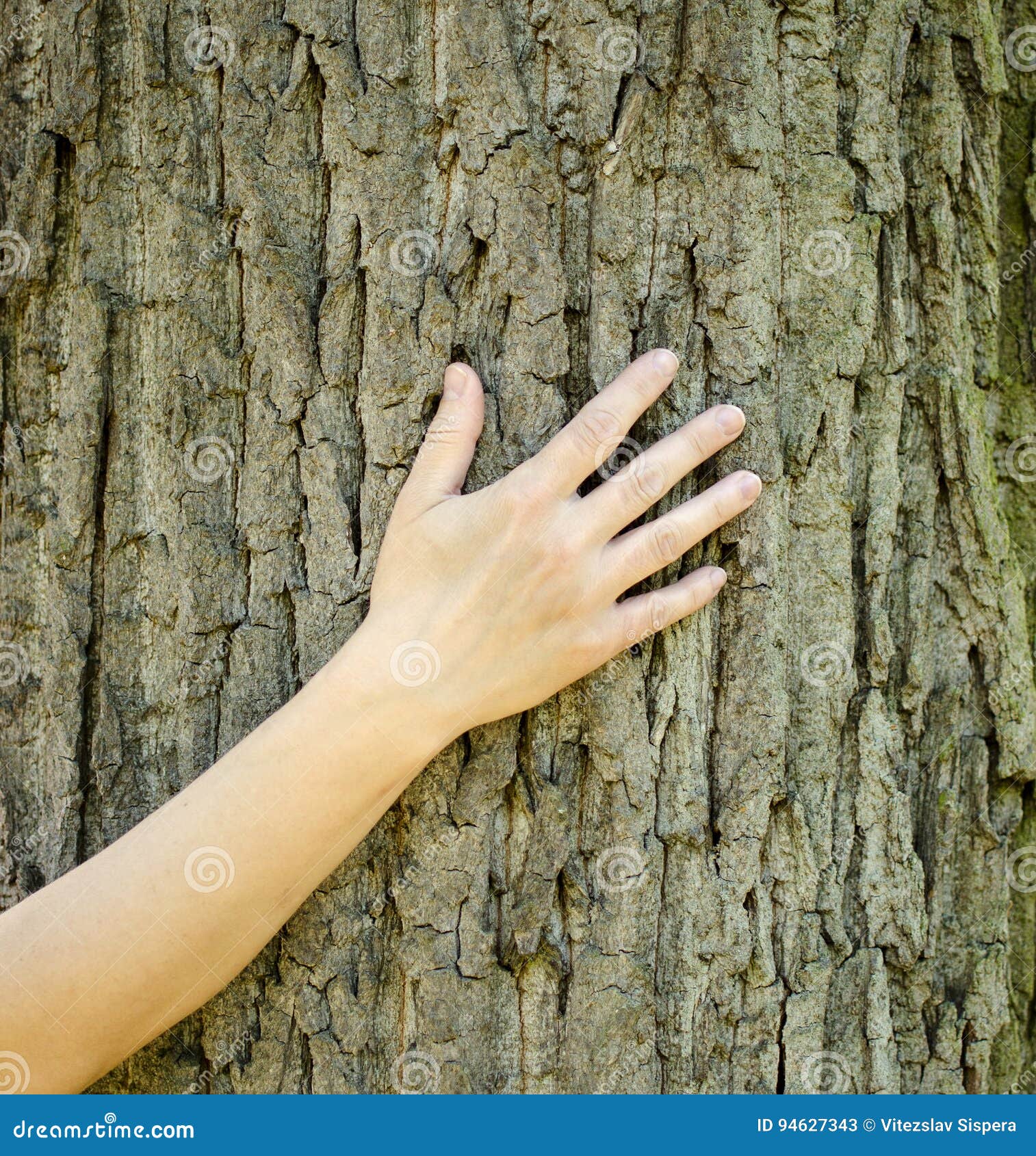 A Close-up View of a Hand Touching the Trunk and Bark of a Tree Stock ...