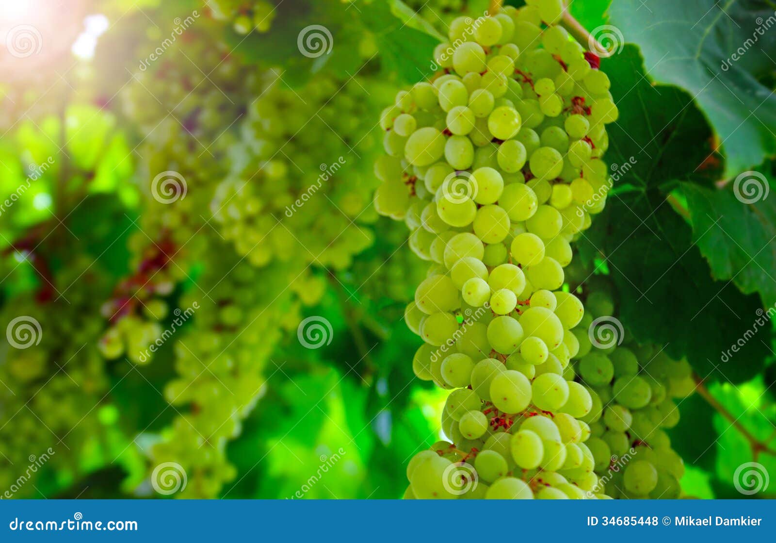 Close Up View of Hanging Grapes Stock Photo - Image of vine, wine: 34685448