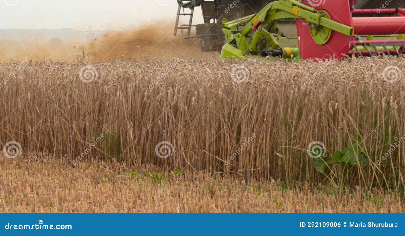 A Close-up View of a Harvester Cutting Wheat in a Field. Stock Photo ...