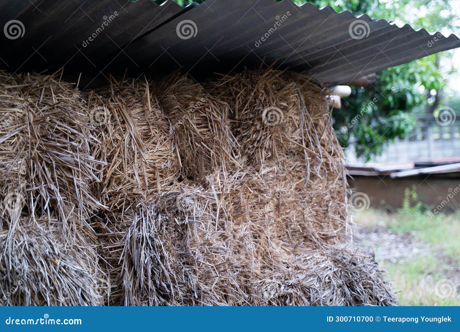 Close-up View of a Haystack Stack of Hay after Rice Harvest ...