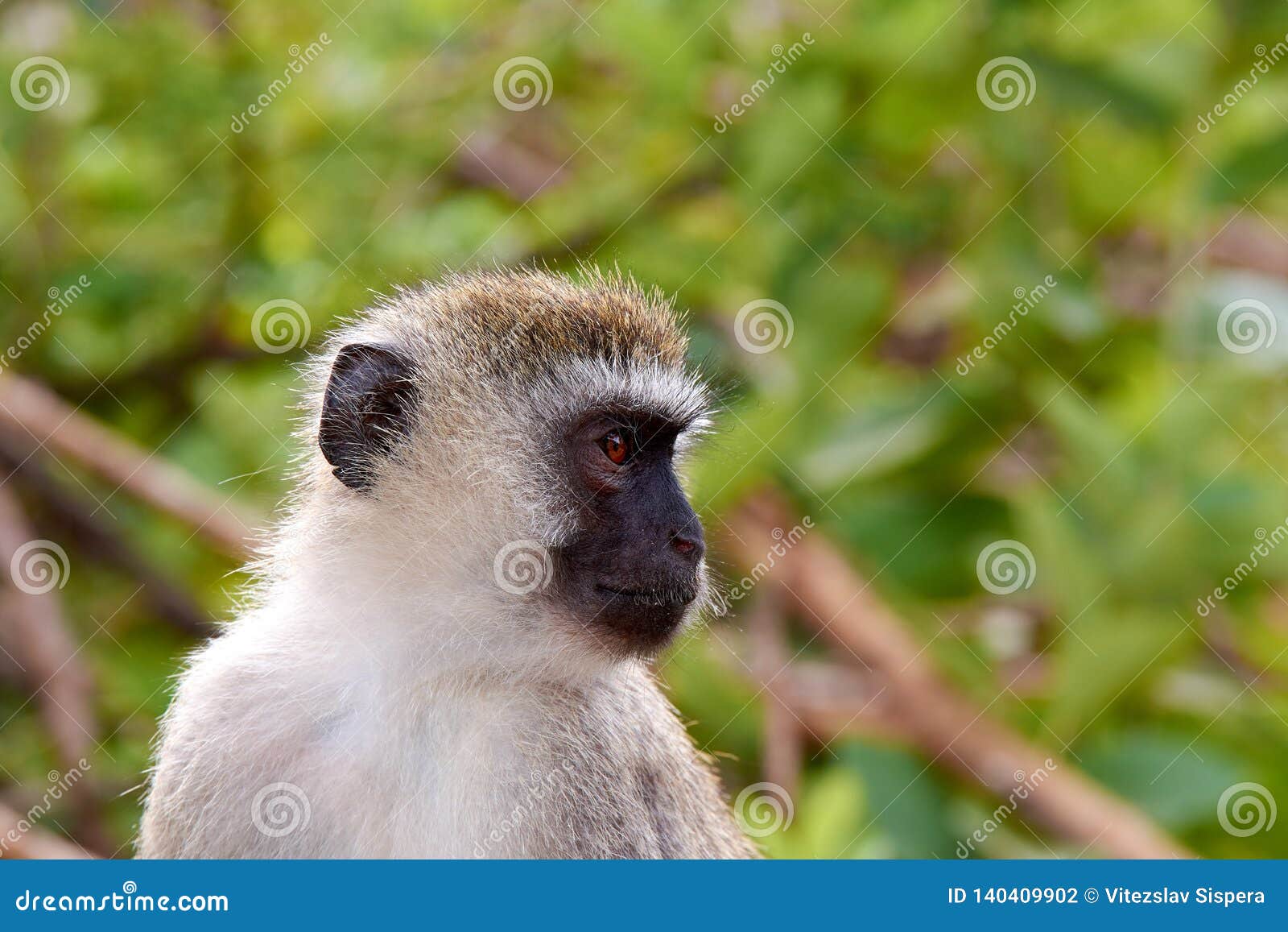 Close-up View of Head and Face of Monkey, with Blurred Trees Stock ...