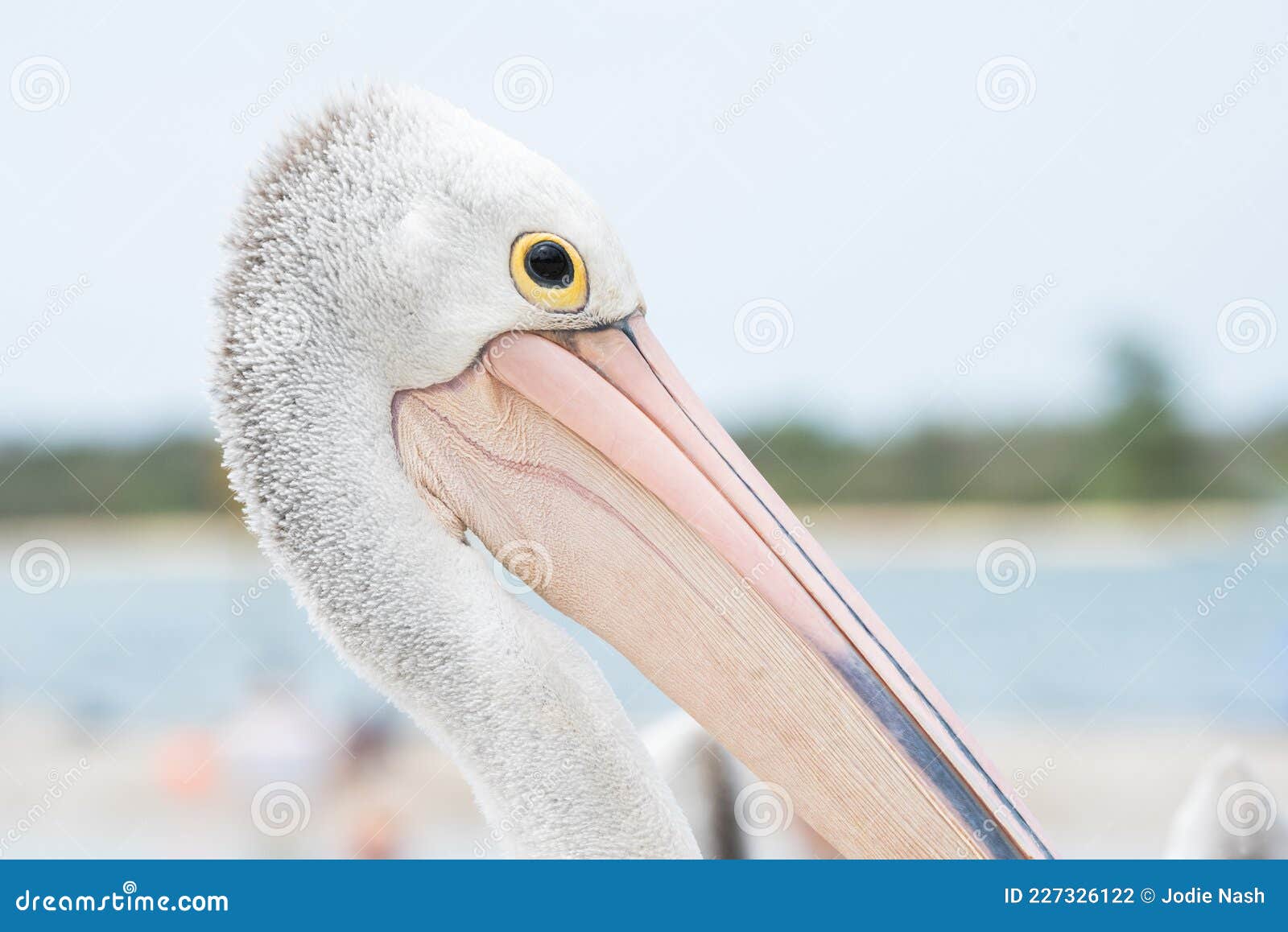 Close Up View of the Head of a Pelican Stock Photo - Image of animal ...
