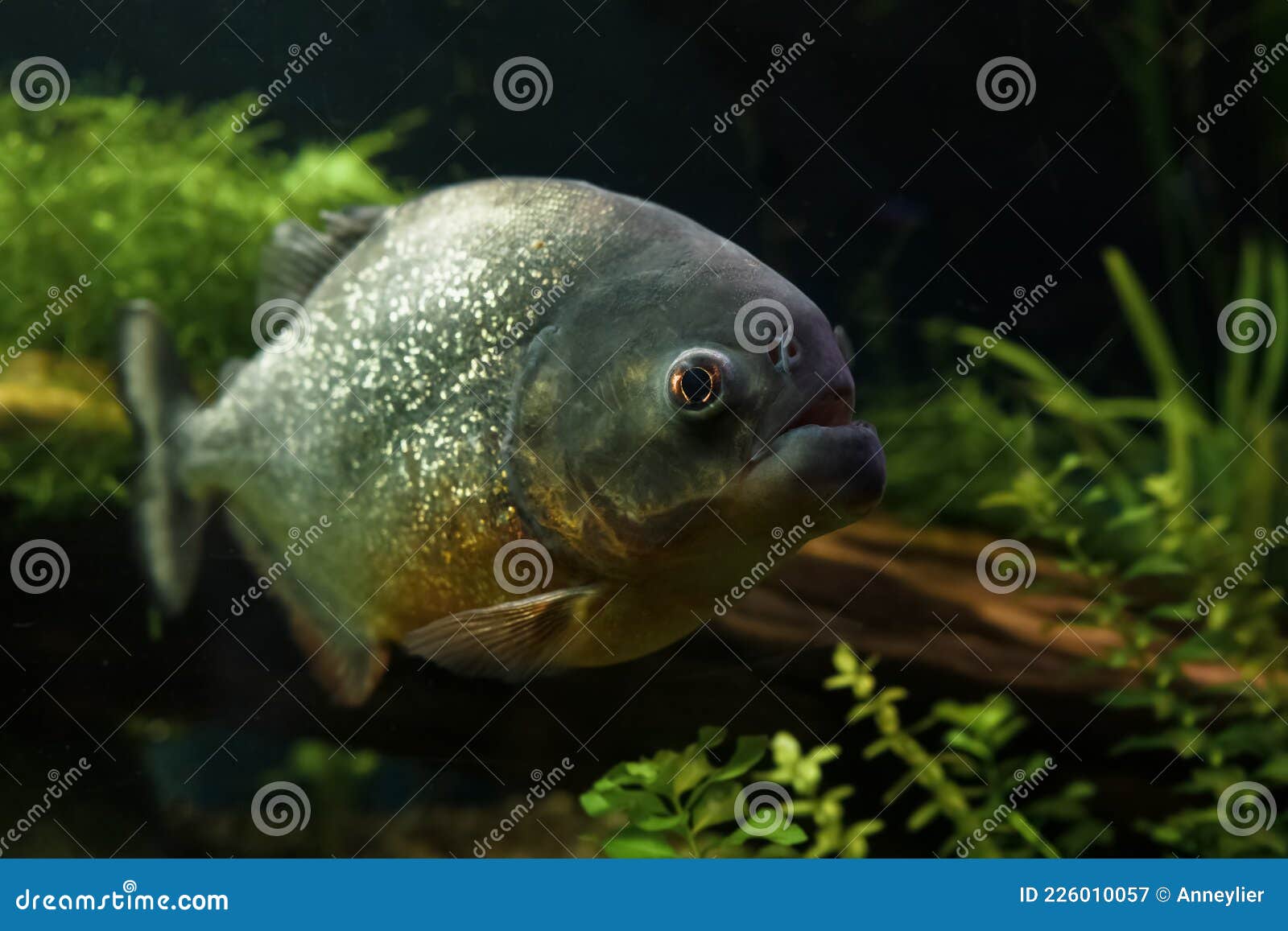 Close Up View of Head of Swimming Piranha Fish Stock Image - Image of ...