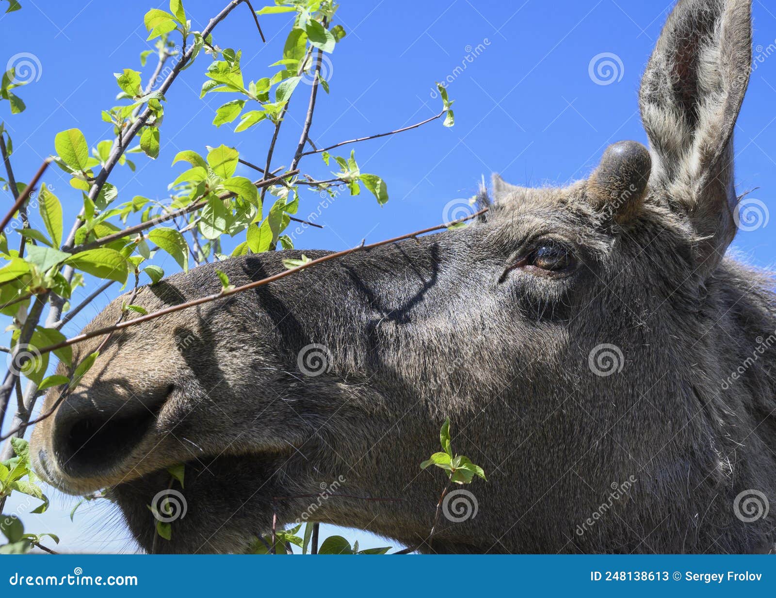 A Close-up View of the Head of a Young Elk Eating the Leaves of a Tree ...