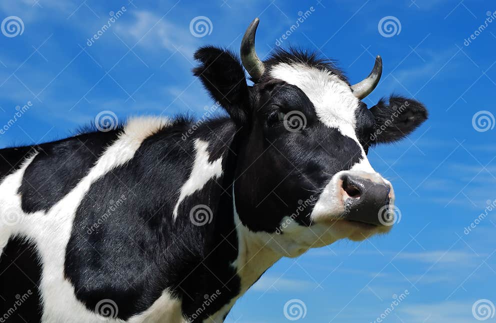 Close-up View of Horned Cow Stock Image - Image of husbandry, horn ...