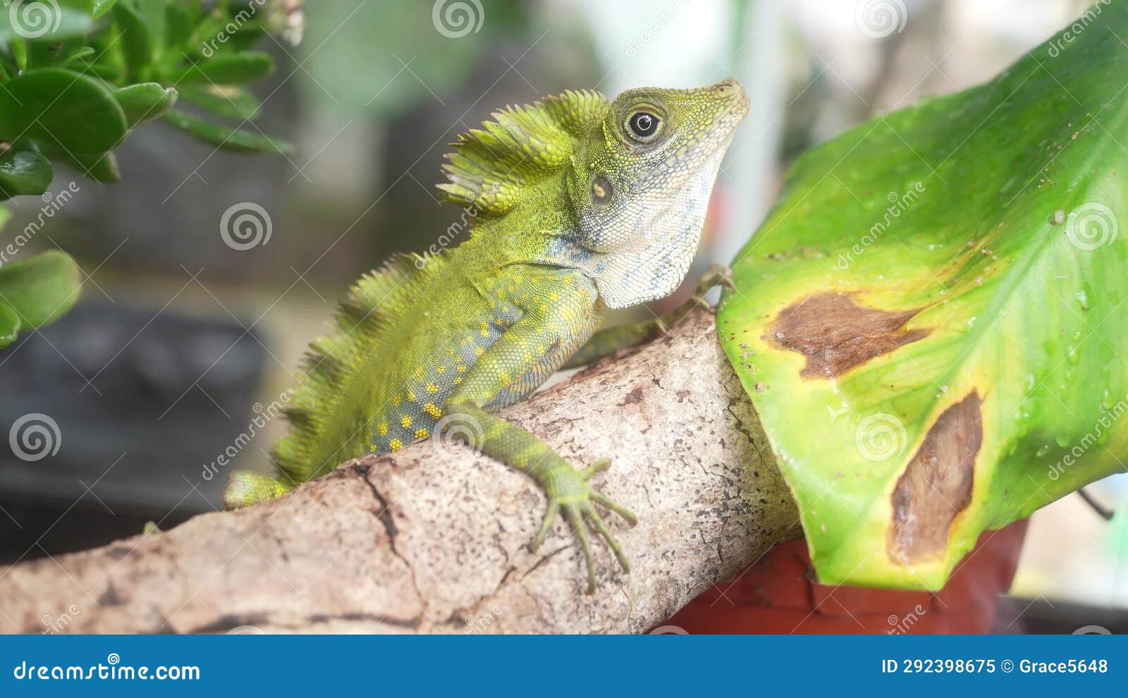 Close-up View of a Horned Tree Lizard on the Tree Branch Stock Video ...