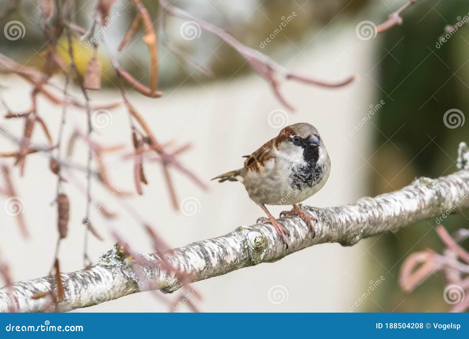 Close Up View of House Sparrow Stock Photo - Image of mocking, garden ...