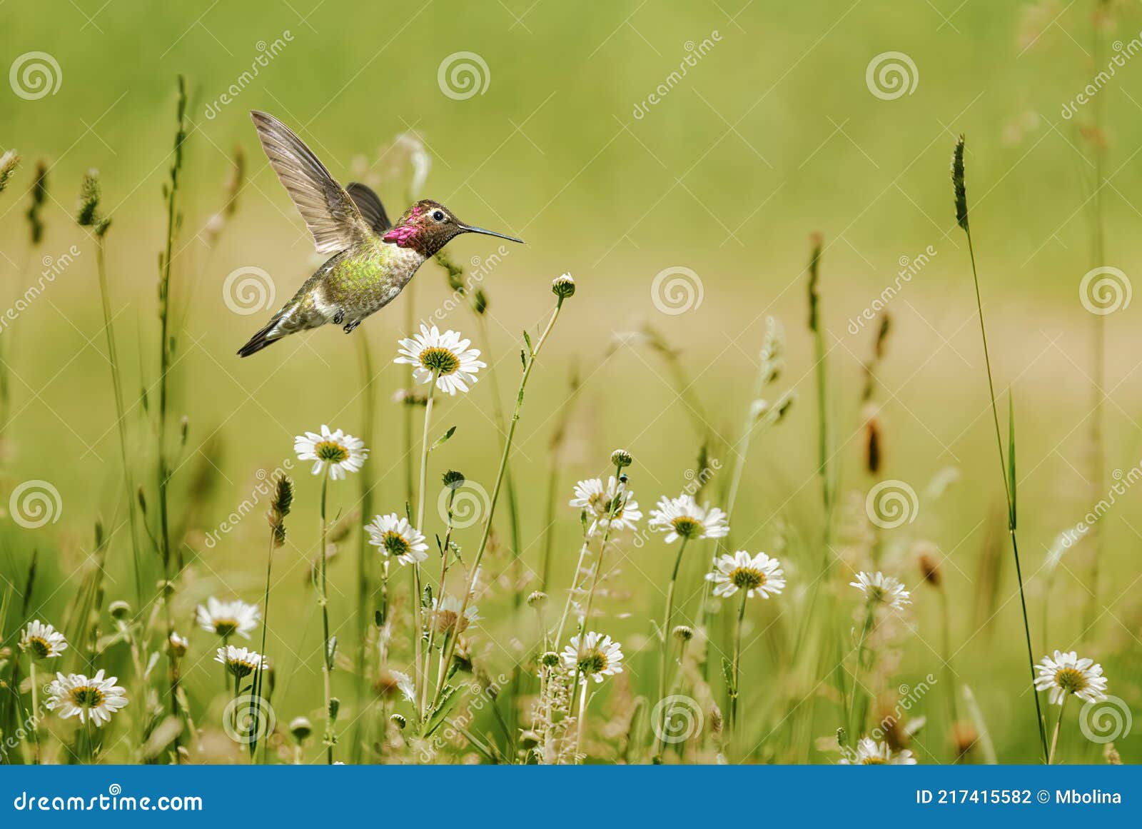 Close-up View of Hummingbird in Summer Field Stock Photo - Image of ...