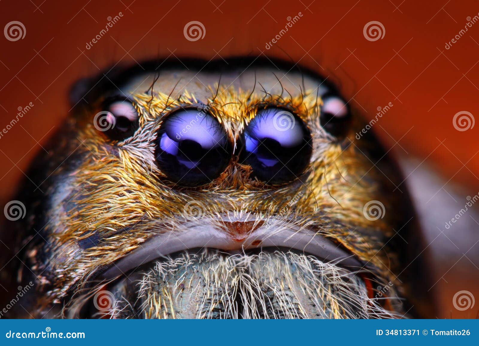 Close Up View of Hyllus Diardy Jumping Spider Stock Image - Image of ...