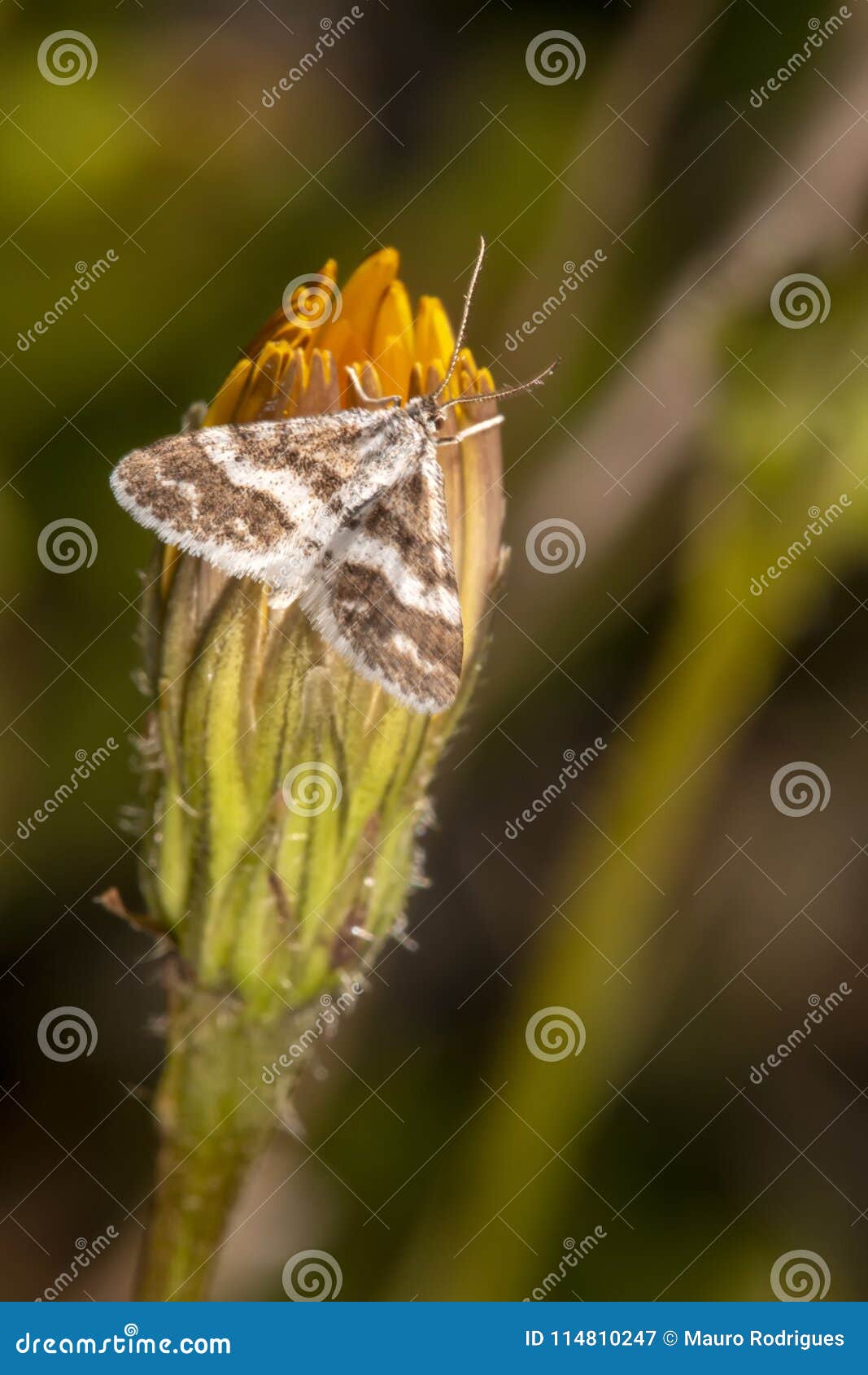 Hypotia corticalis moth stock image. Image of portuguese - 114810247