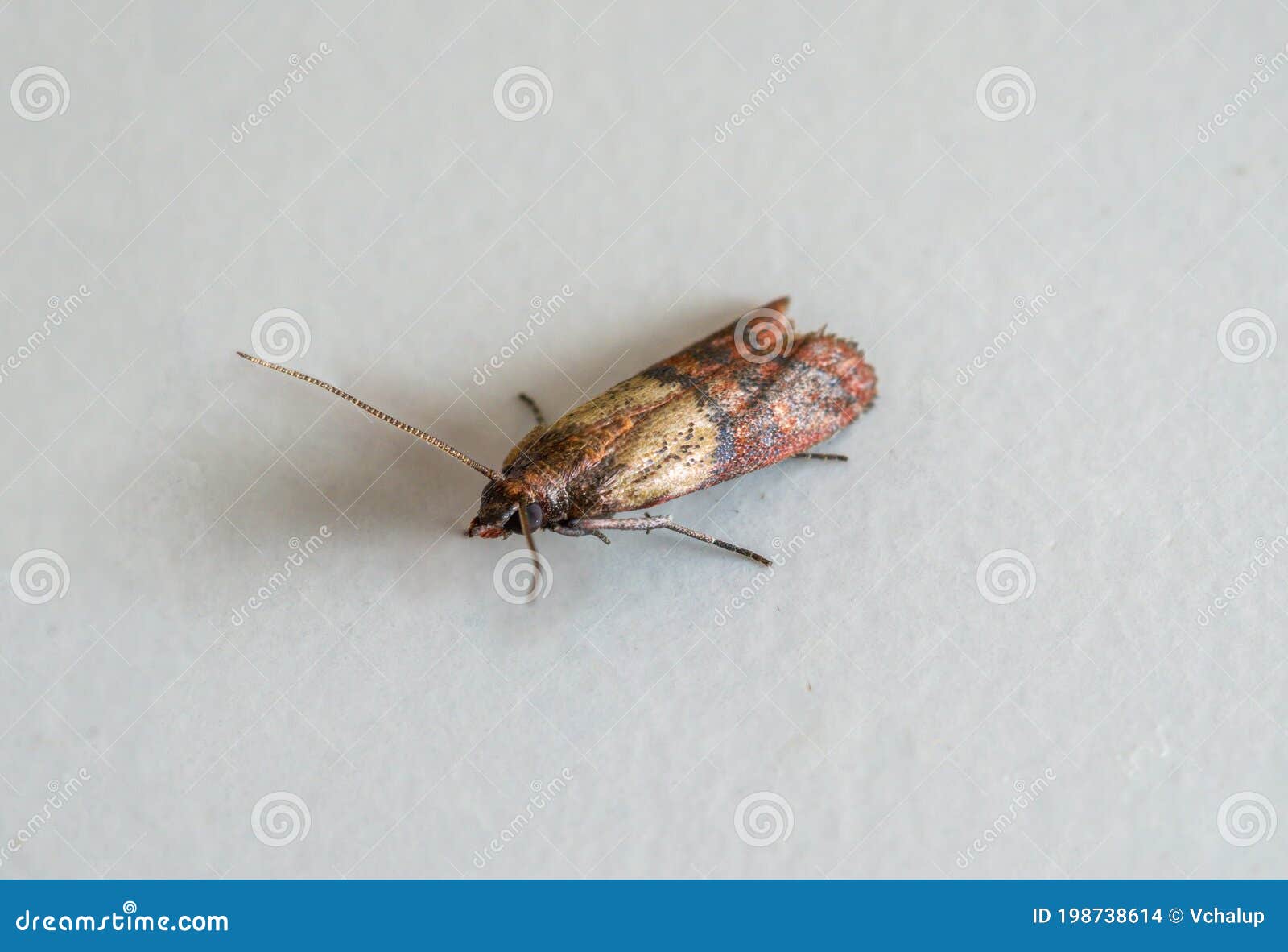 Close-up View on Indian-meal Moth on White Background. Stock Photo ...