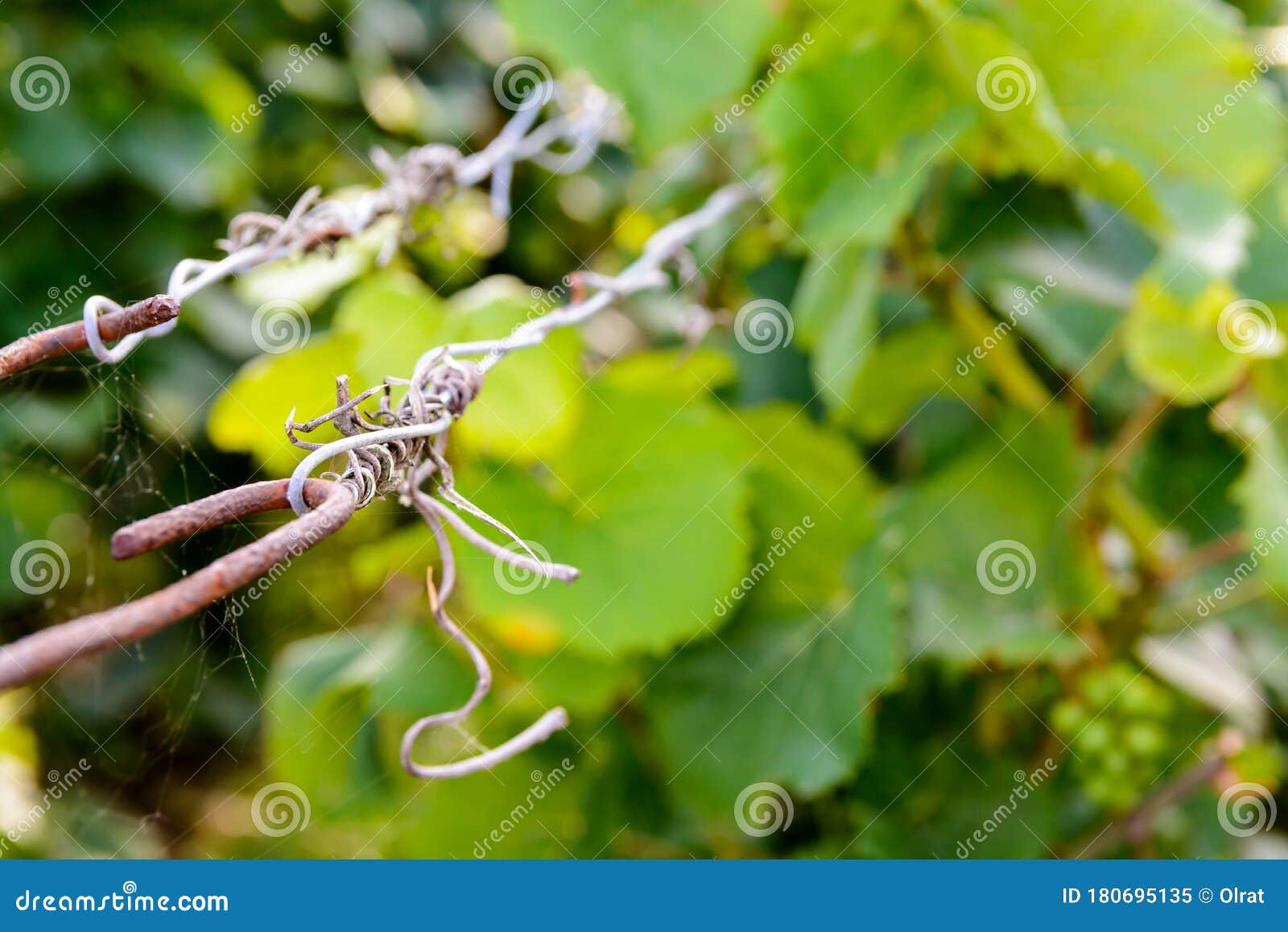 Close-up View of the Iron Wire Supporting the Vine Plant in a Vineyard ...