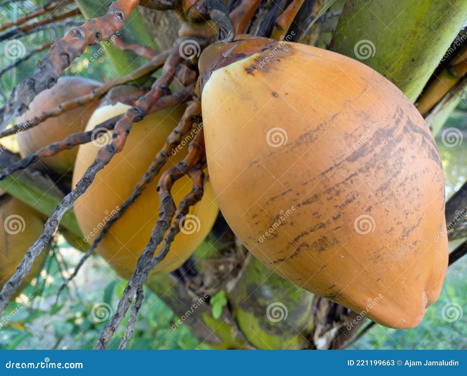 Close-up View of Ivory Coconut Fruit that is Still on the Tree. Stock ...
