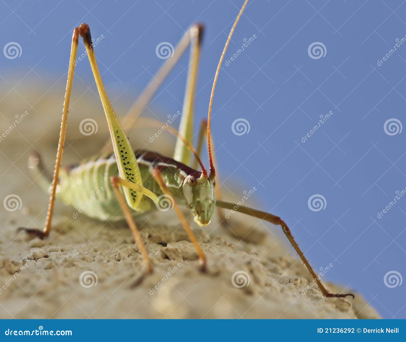 A Close Up View of a Katydid Stock Photo - Image of grasshoppers, head ...