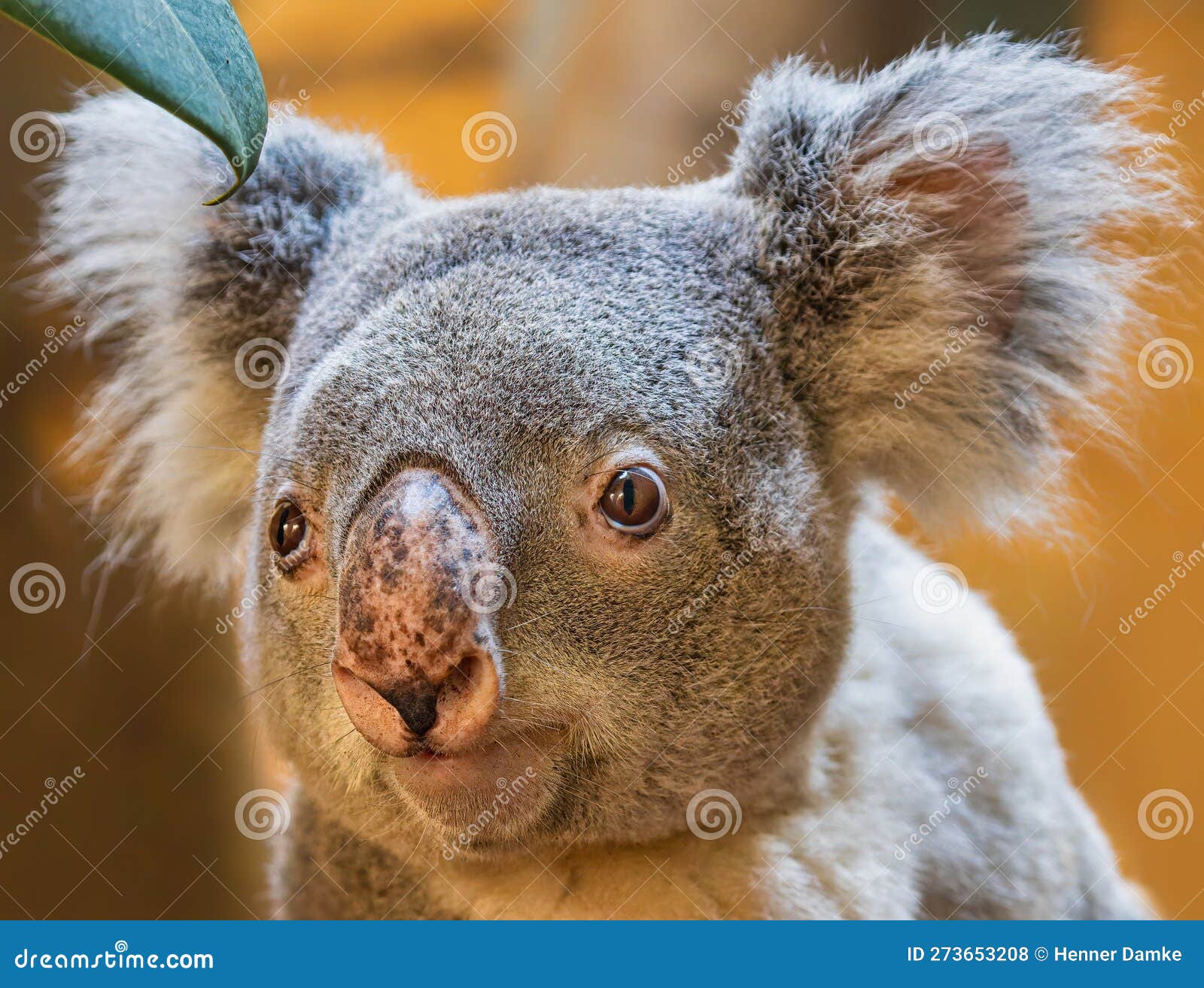 Close-up view of a koala stock photo. Image of animal - 273653208