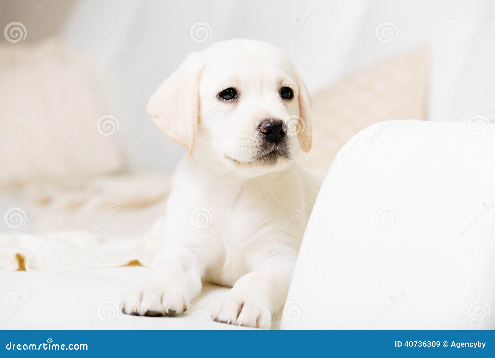 Close Up View of Labrador Puppy Lying on the Sofa Stock Image - Image ...