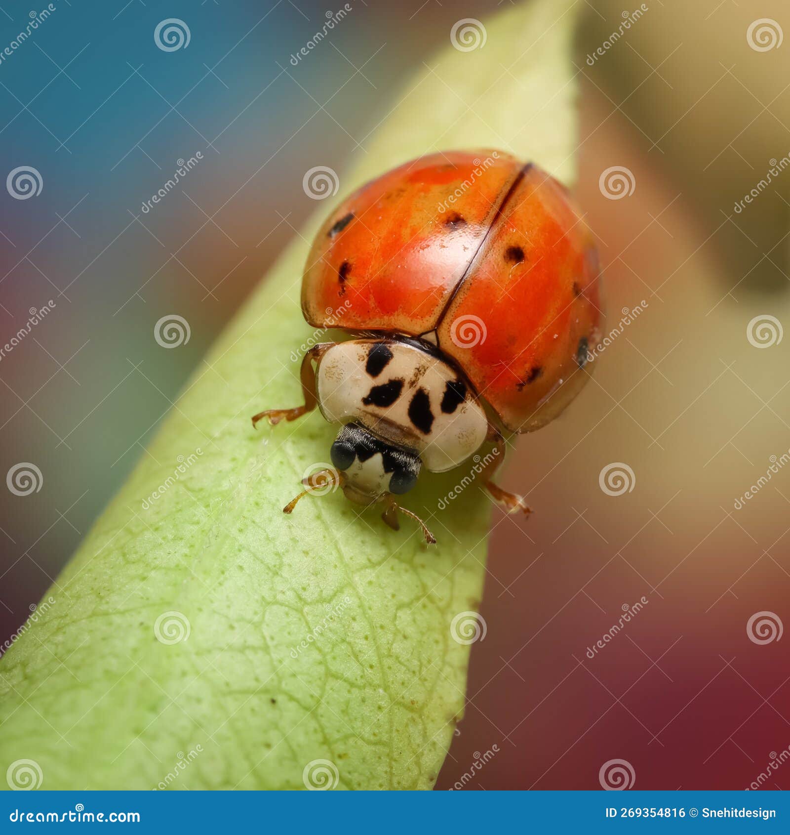 Close Up View of Ladybird on the Plant Leaf Stock Photo - Image of ...