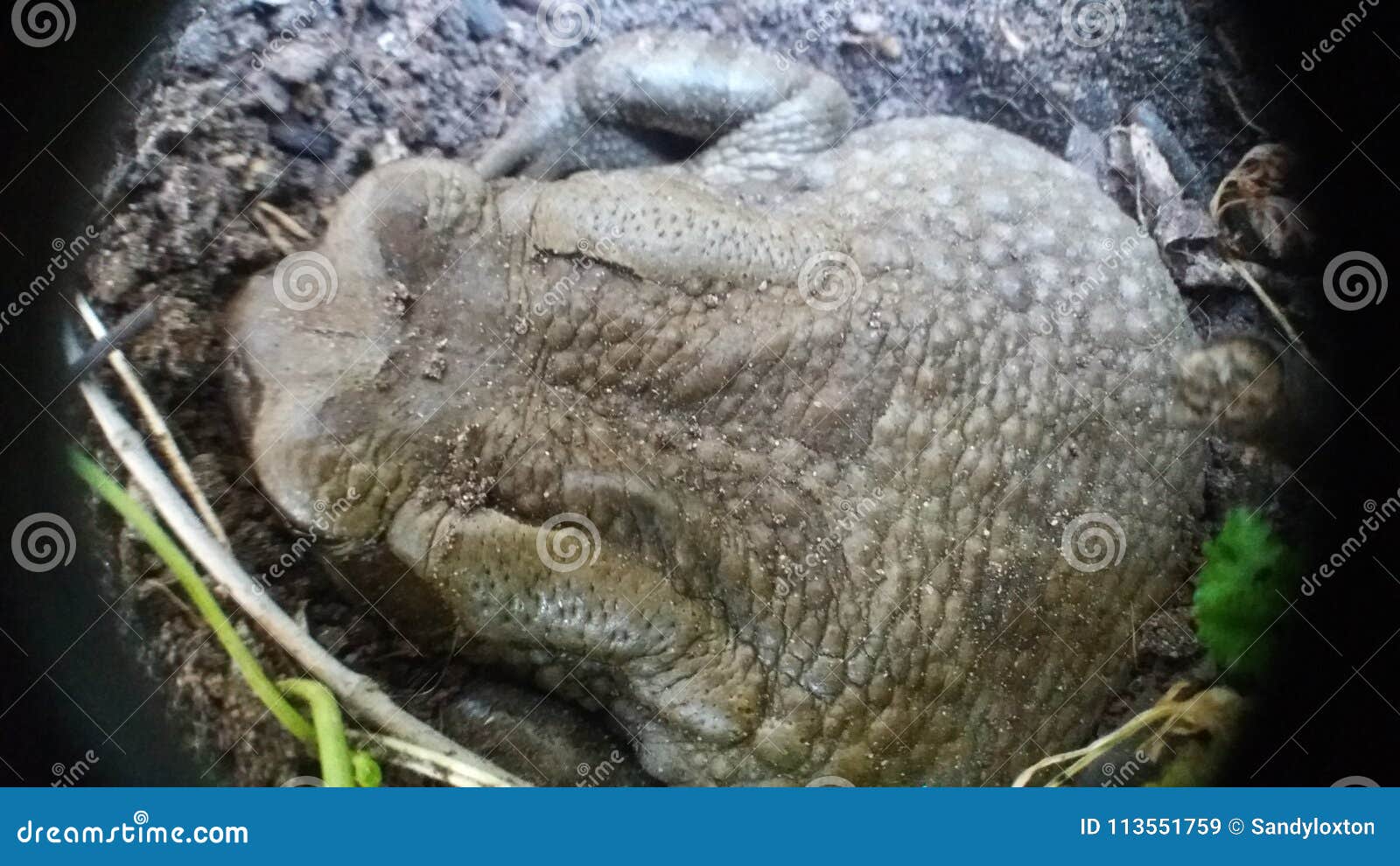 Top of raucous toad stock image. Image of large, toads - 113551759