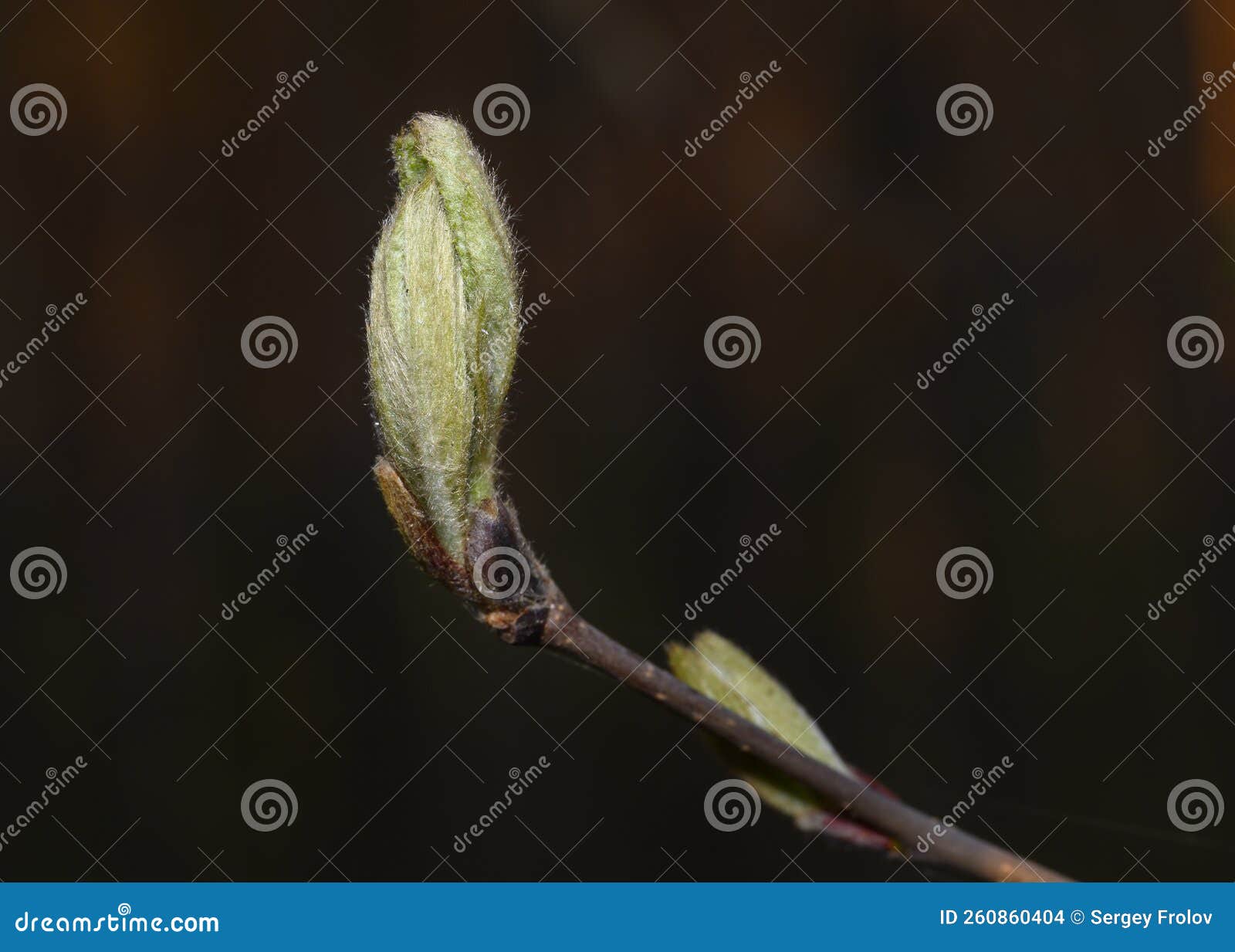 Close-up View of a Leaf Being Born from a Tree Bud Stock Photo - Image ...
