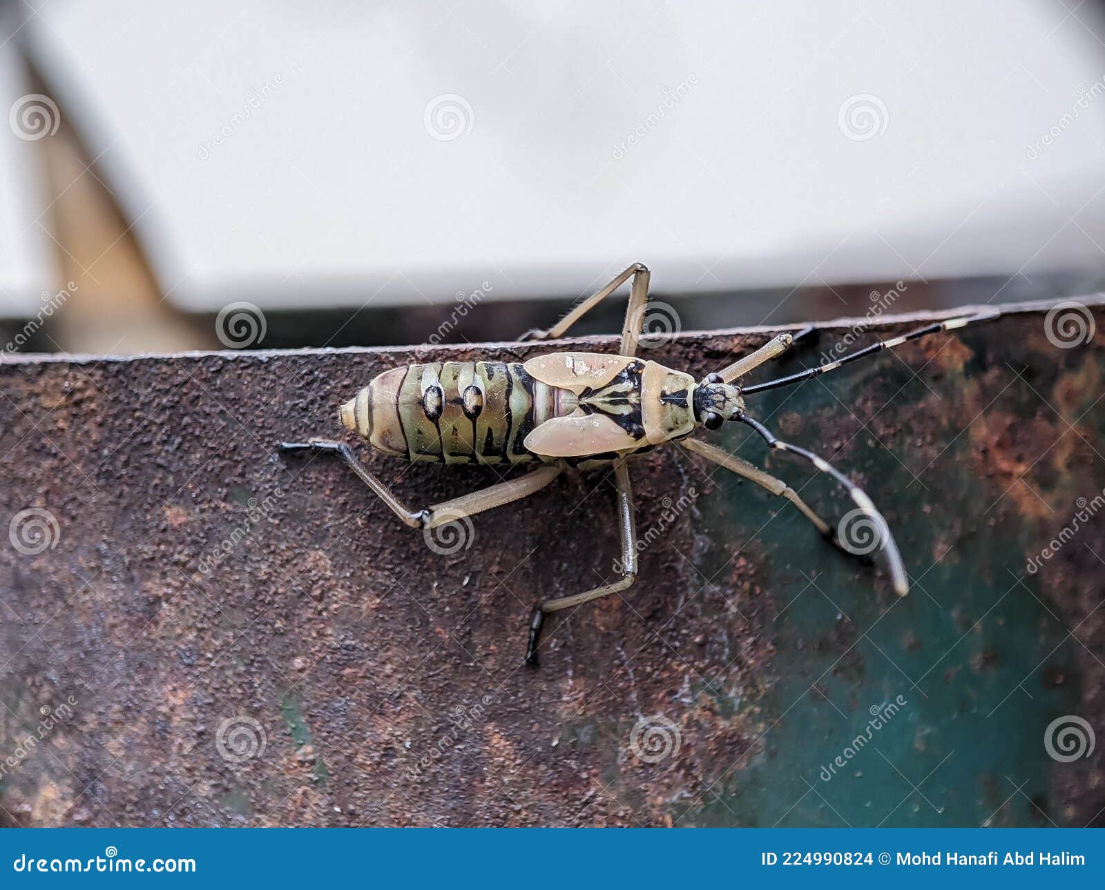 Top View Of A Leaf-insect, Phyllium Giganteum, Isolated On White ...