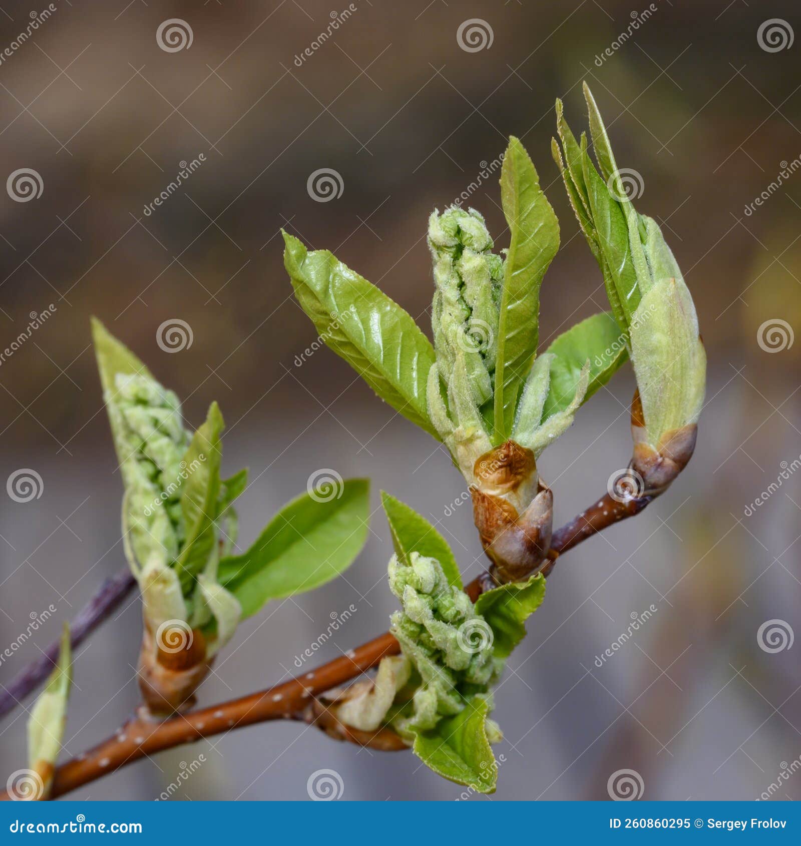 Close-up View of a Leaves Being Born from a Tree Buds Stock Image ...