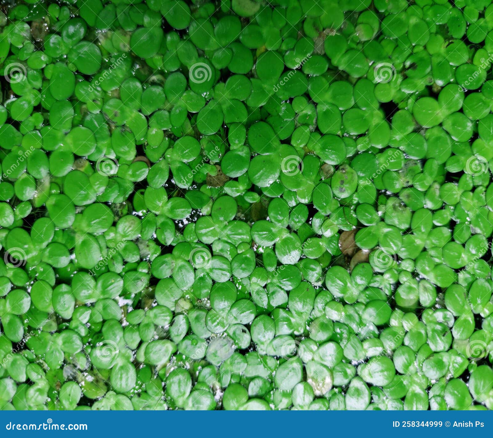 Close Up View of Lemna Minor or Common Duckweed Stock Image - Image of ...