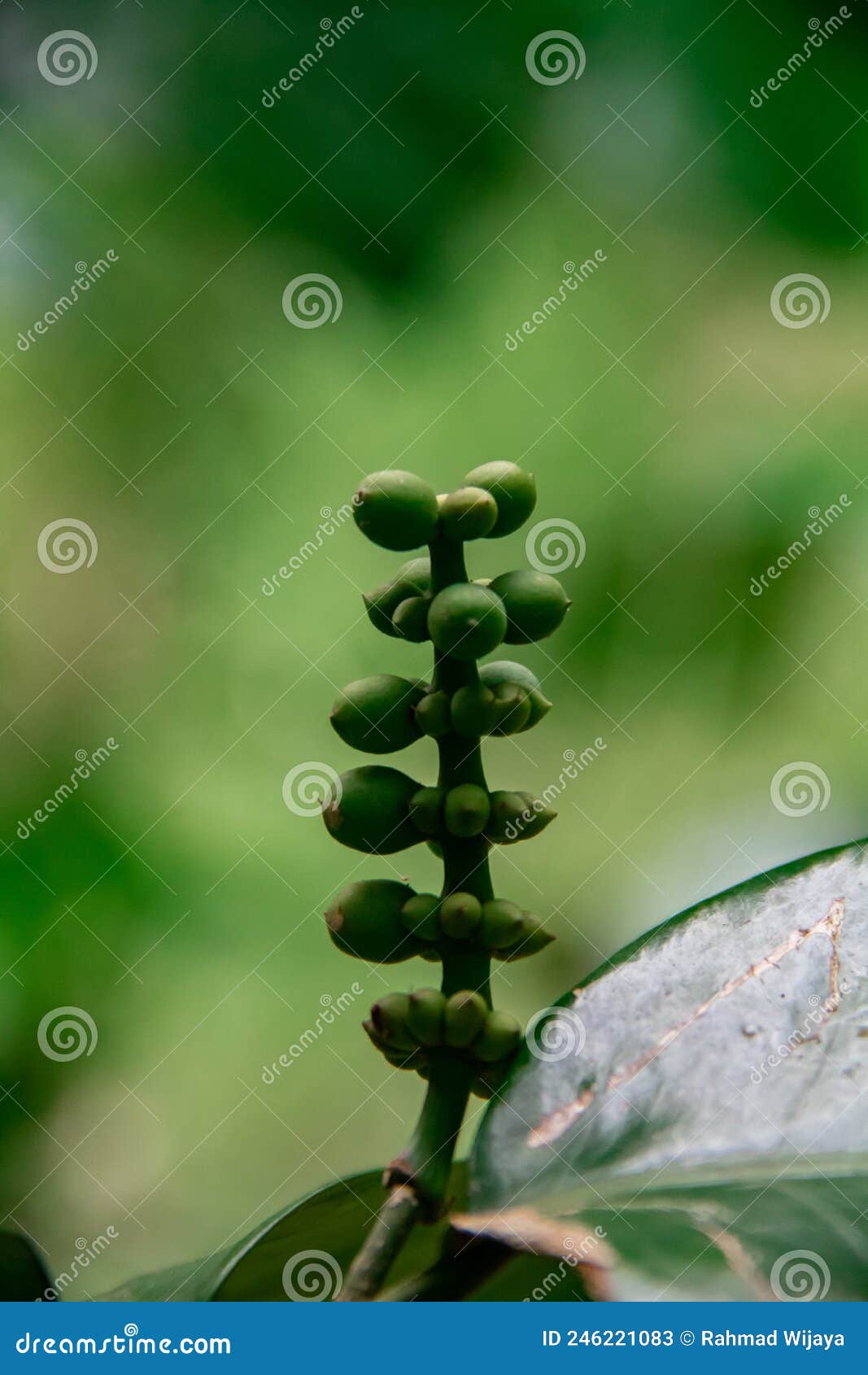Close-up View of Light Green Gnetum Gnemon Fruit Stock Image - Image of ...