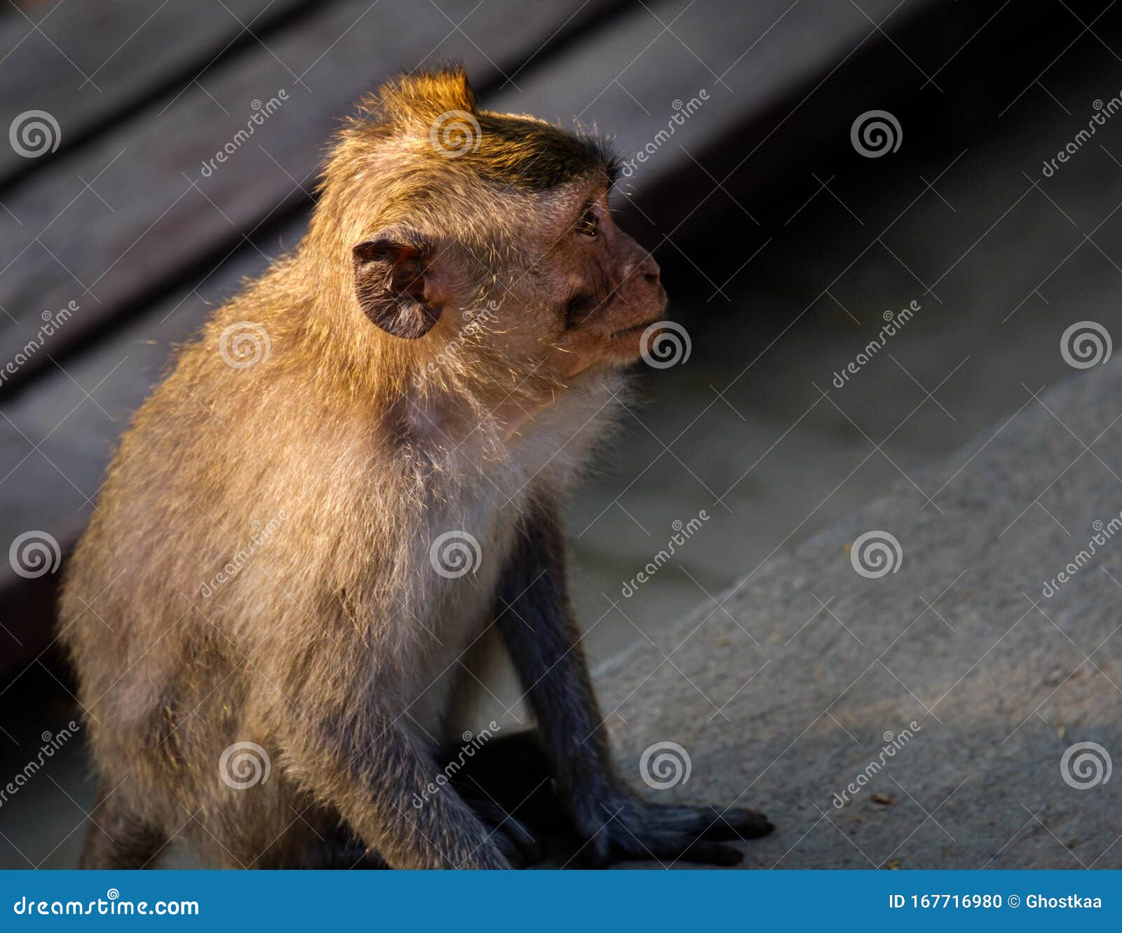 Little Monkey Looking with Hope, Side View Stock Photo - Image of ...