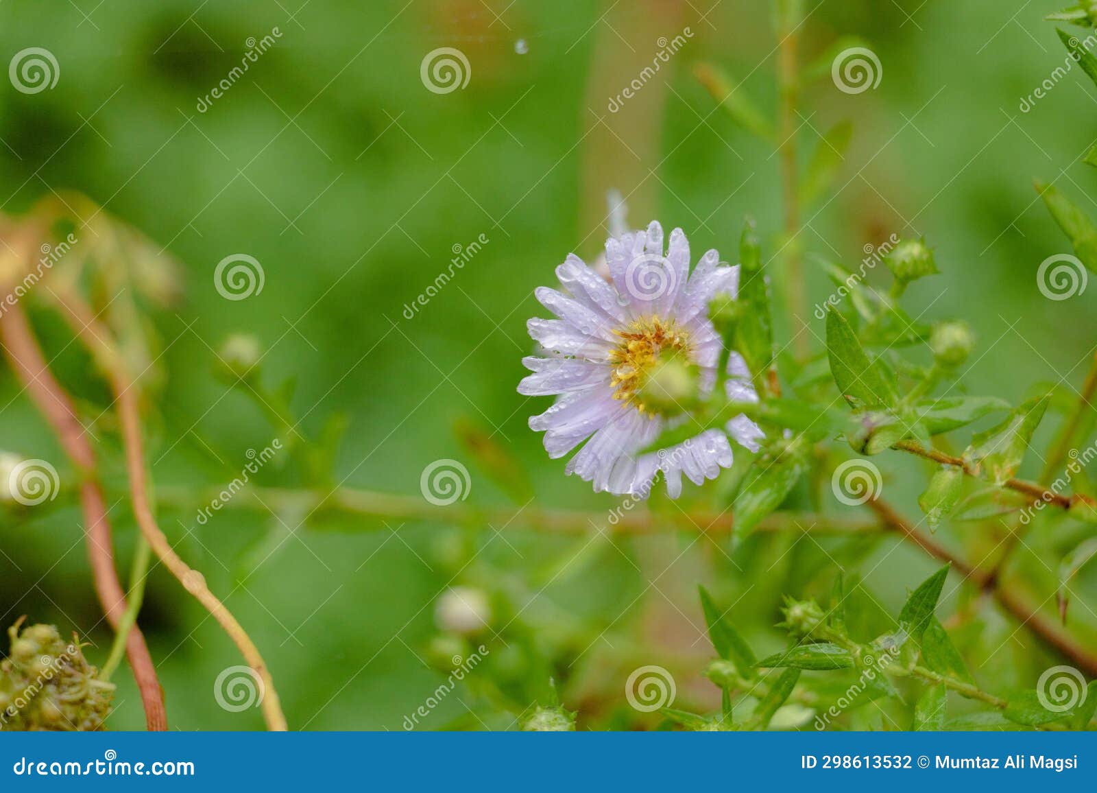 Close Up View of Little White Color Flowers Stock Photo - Image of ...