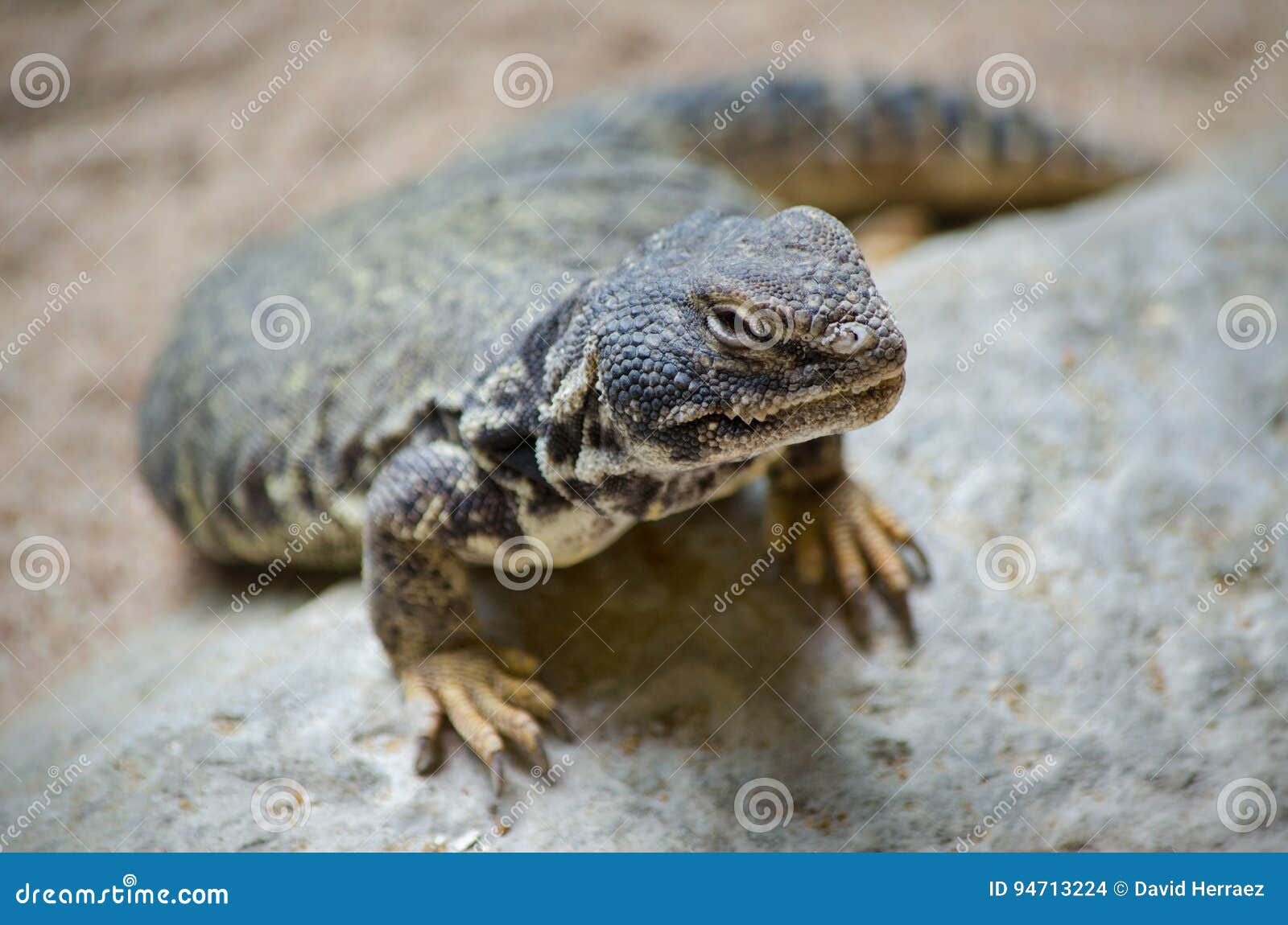 Close up view of a Lizard. stock photo. Image of nature - 94713224