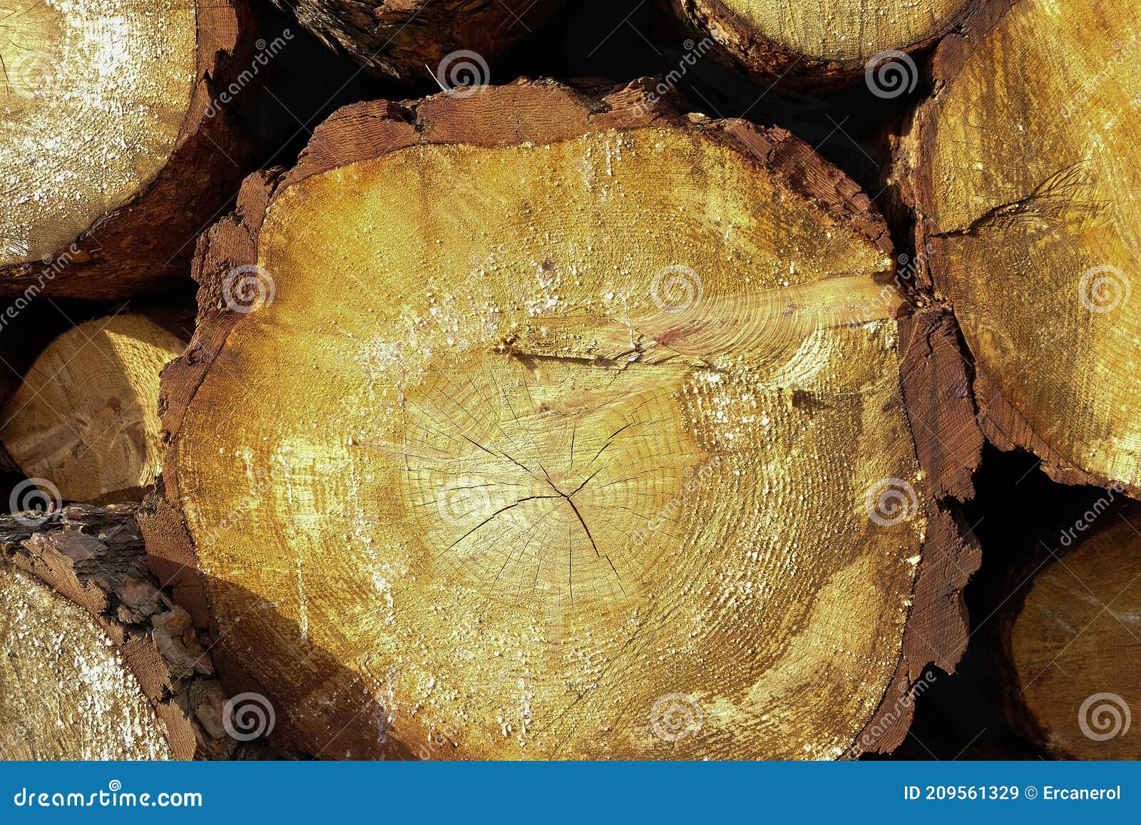Cross Section of Stacked Logs Stock Image - Image of forestry ...