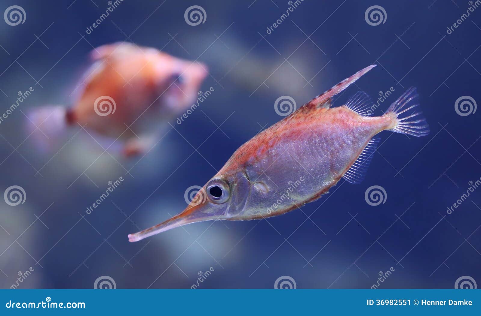 Close-up View of a Longspine Snipefish Stock Image - Image of fish ...
