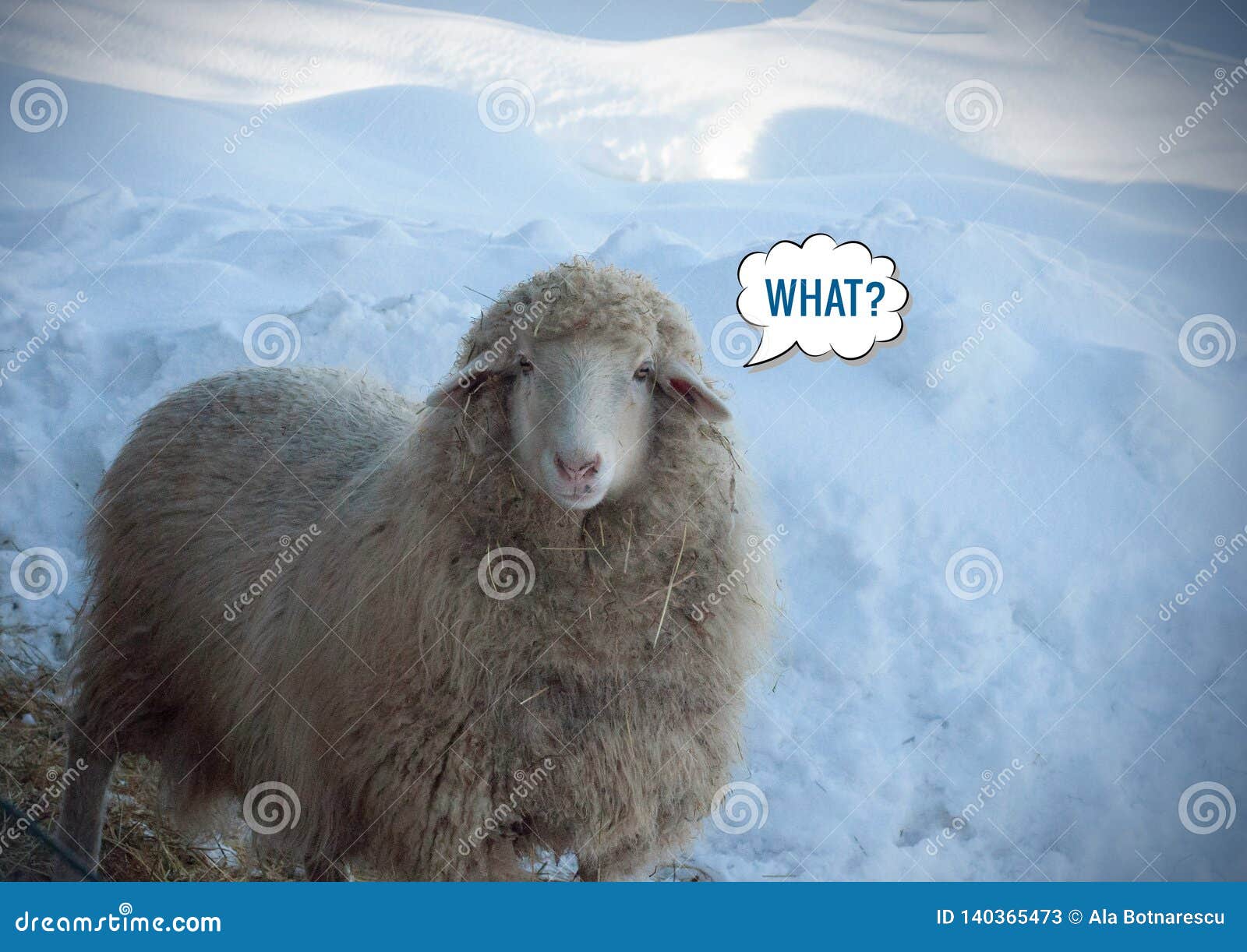 Close Up View of a Looking Sheep in Winter Day. Looking Cool Sheep and ...