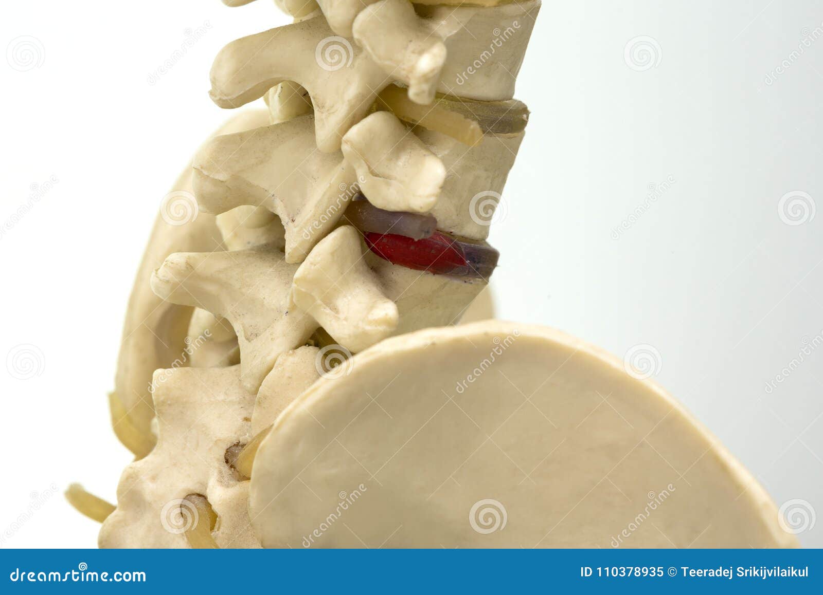 Sacrum Lateral View Side View Stock Images - 5 Photos