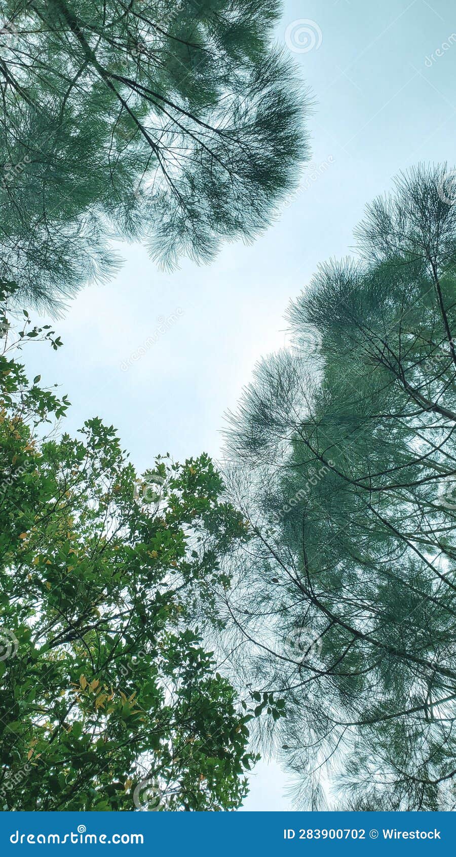 Close-up View of Lush Green Tree Branches from a Low Angle Viewpoint ...