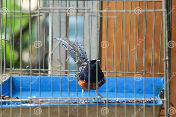Magpie in a cage stock image. Image of garden, songbird - 316069265