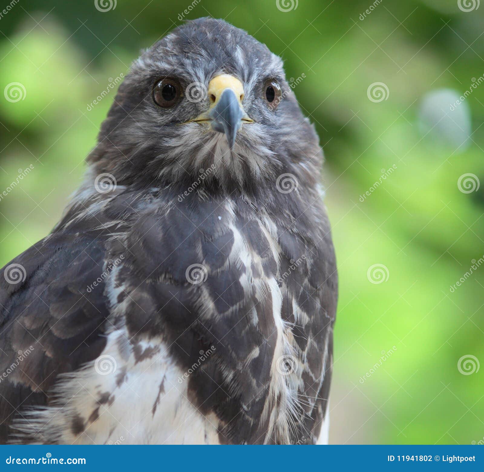 Close-up View of a Majestic Common Buzzard Stock Photo - Image of black ...