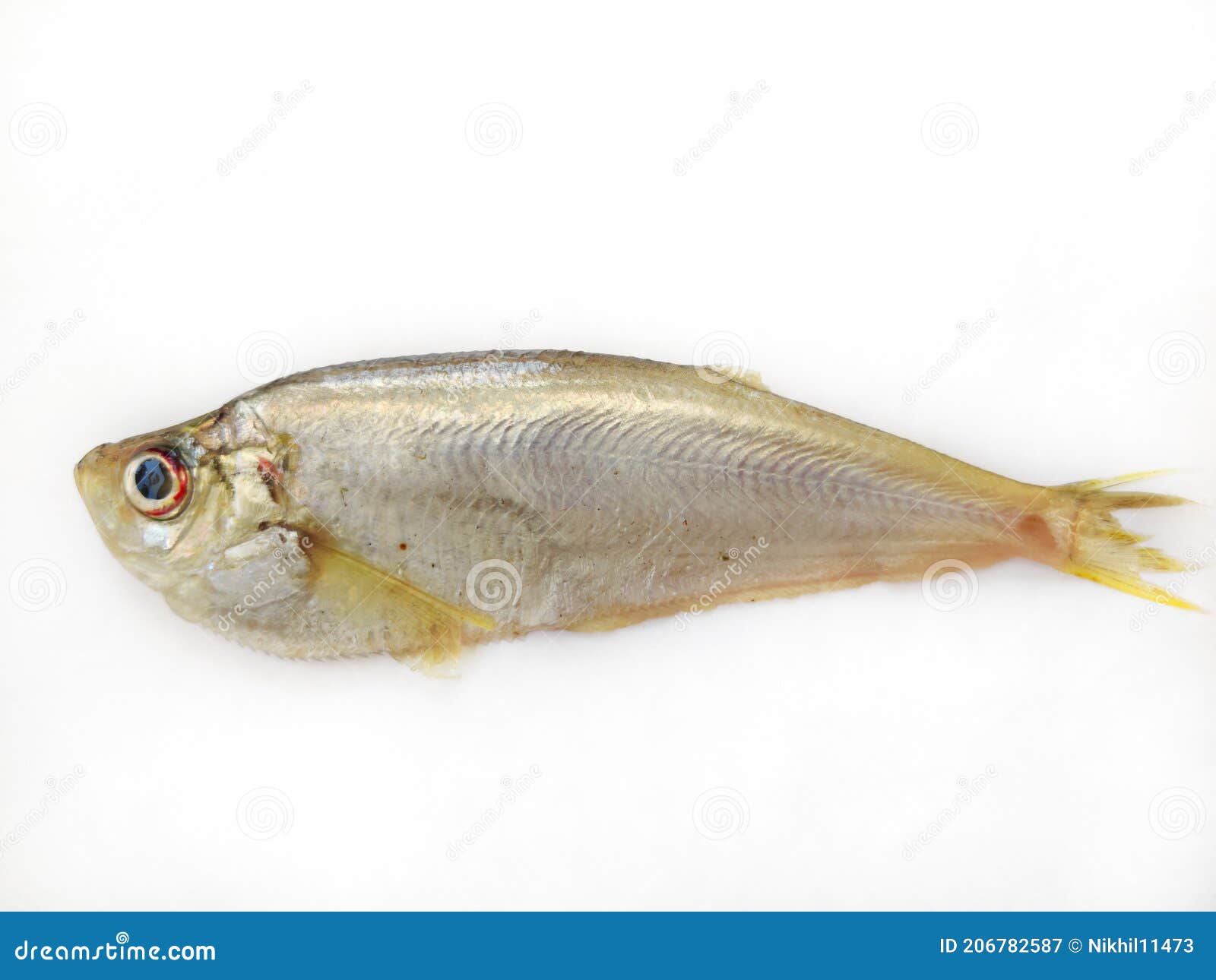 Close Up View of Malabar Thryssa ( Malabar Anchovy) Isolated on White ...