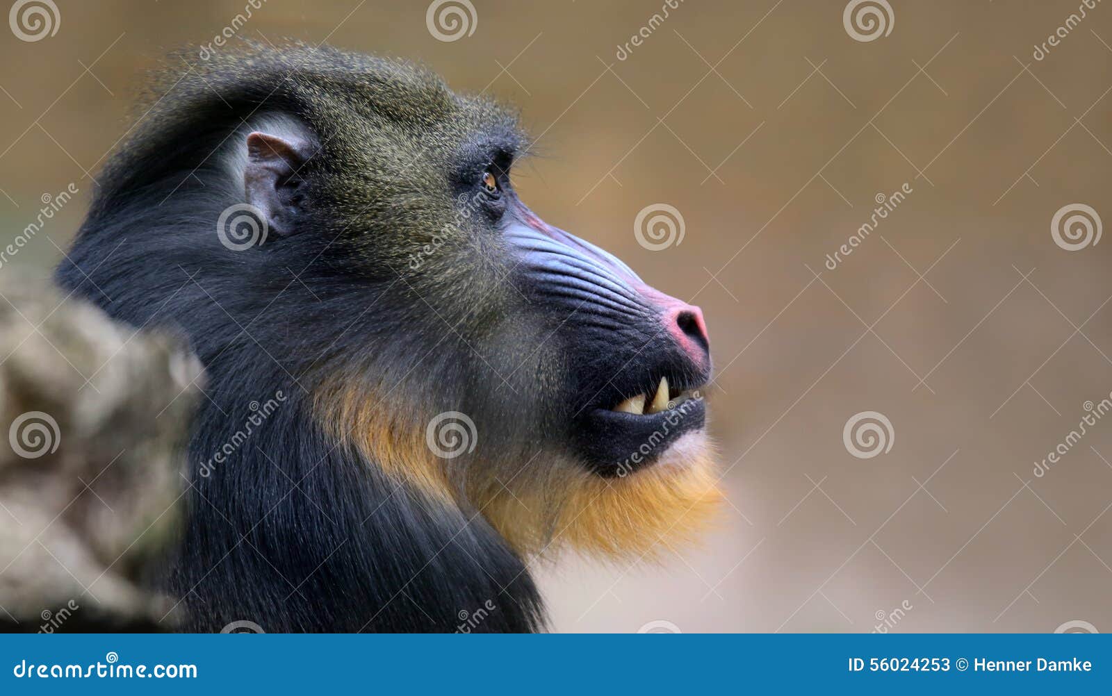Male Mandrill With Red And Blue Face Markings Royalty-Free Stock ...