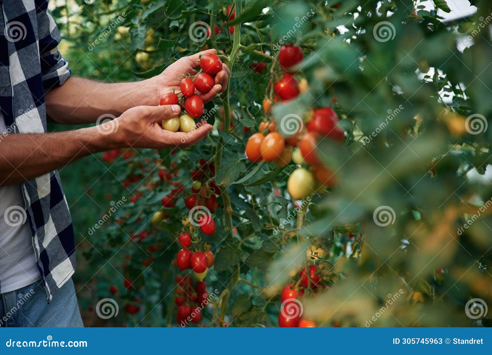 Close Up View of Man in Garden that is Collecting Tomatoes Stock Image ...