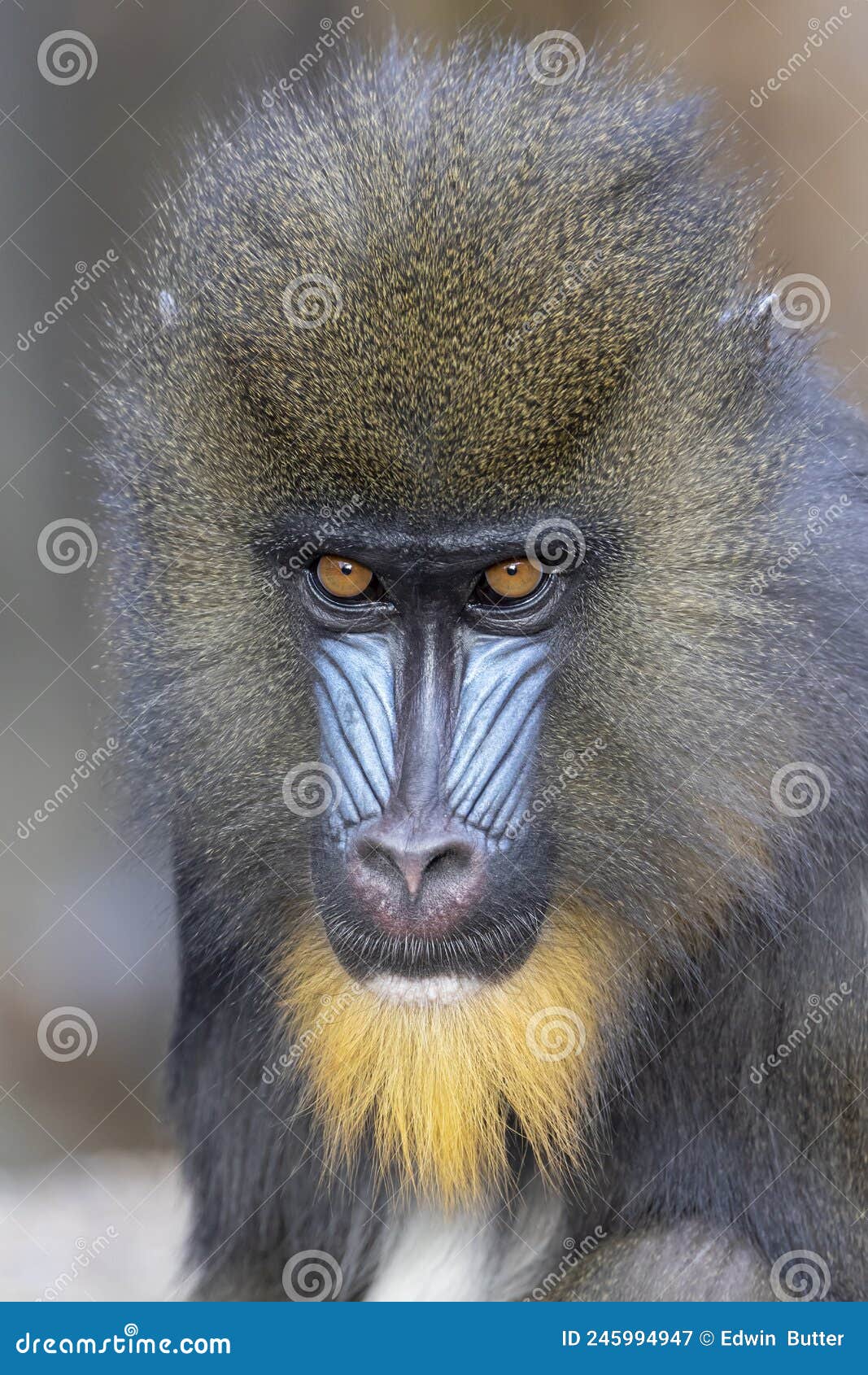 Close up view of mandrill stock image. Image of hair - 245994947