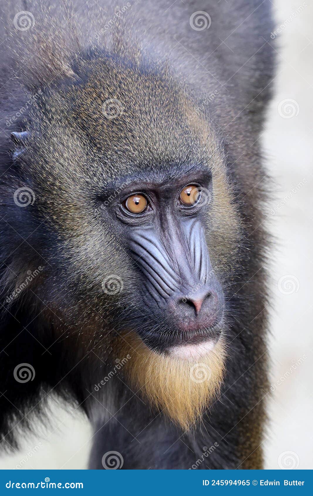 Close up view of mandrill stock image. Image of head - 245994965