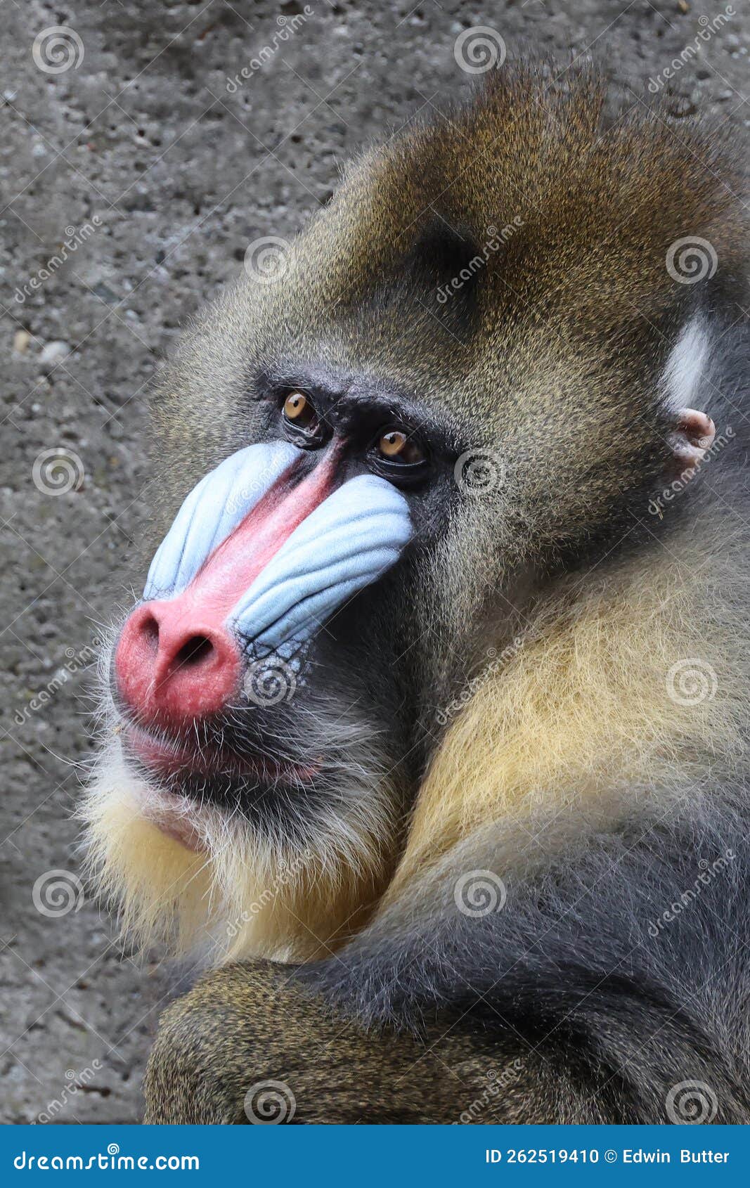 Close Up View of a Mandrill Stock Photo - Image of face, portrait ...