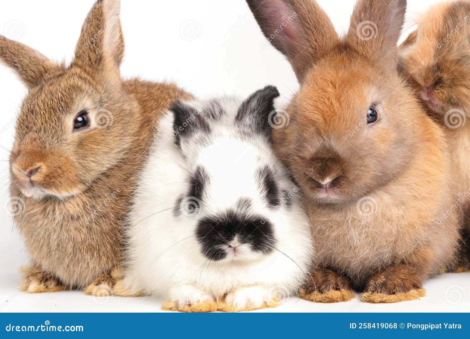 Close-up View. Many Little Rabbits on a White Background Stock Photo ...