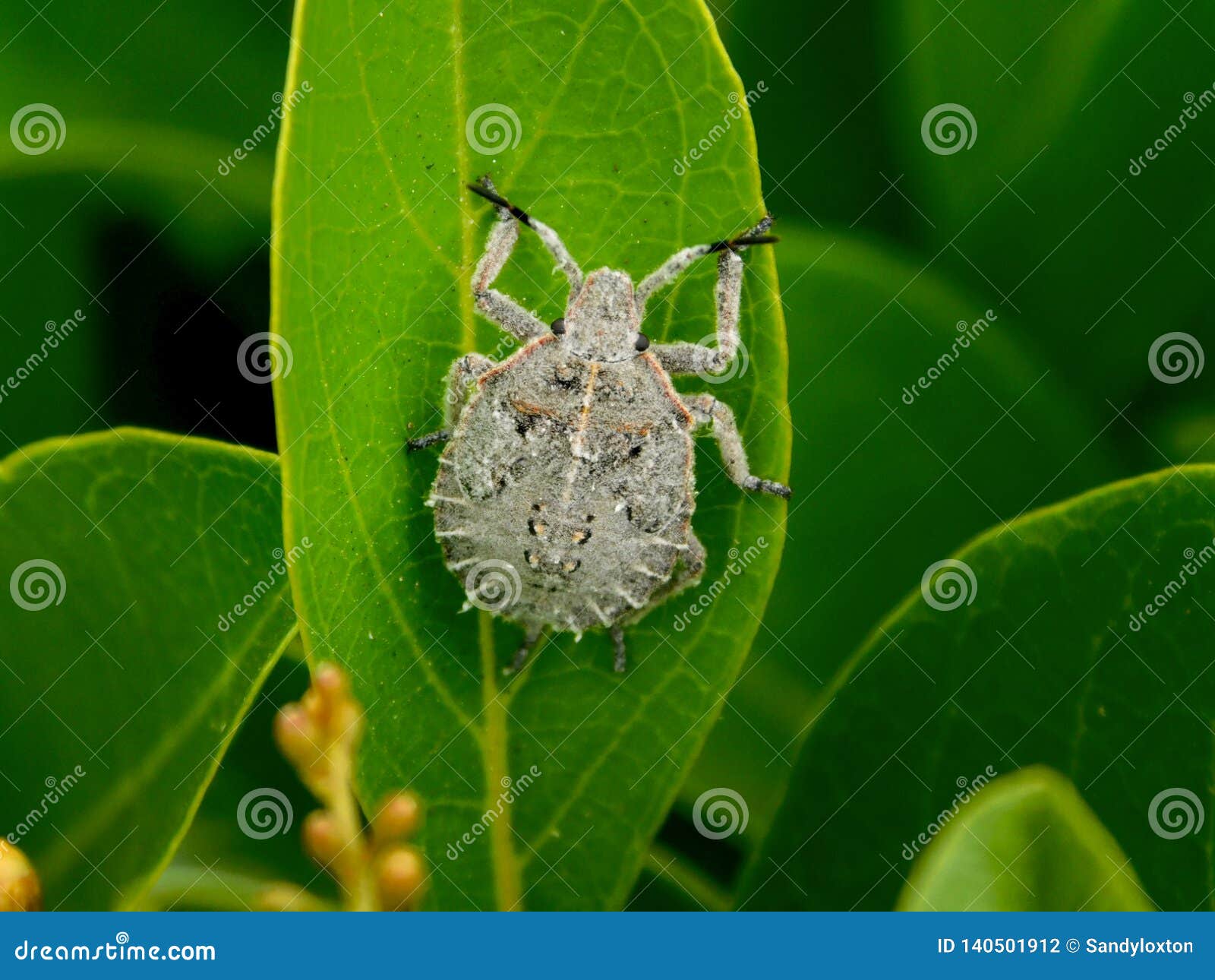 Stink Bug nymph stock photo. Image of mealy, insects - 140501912