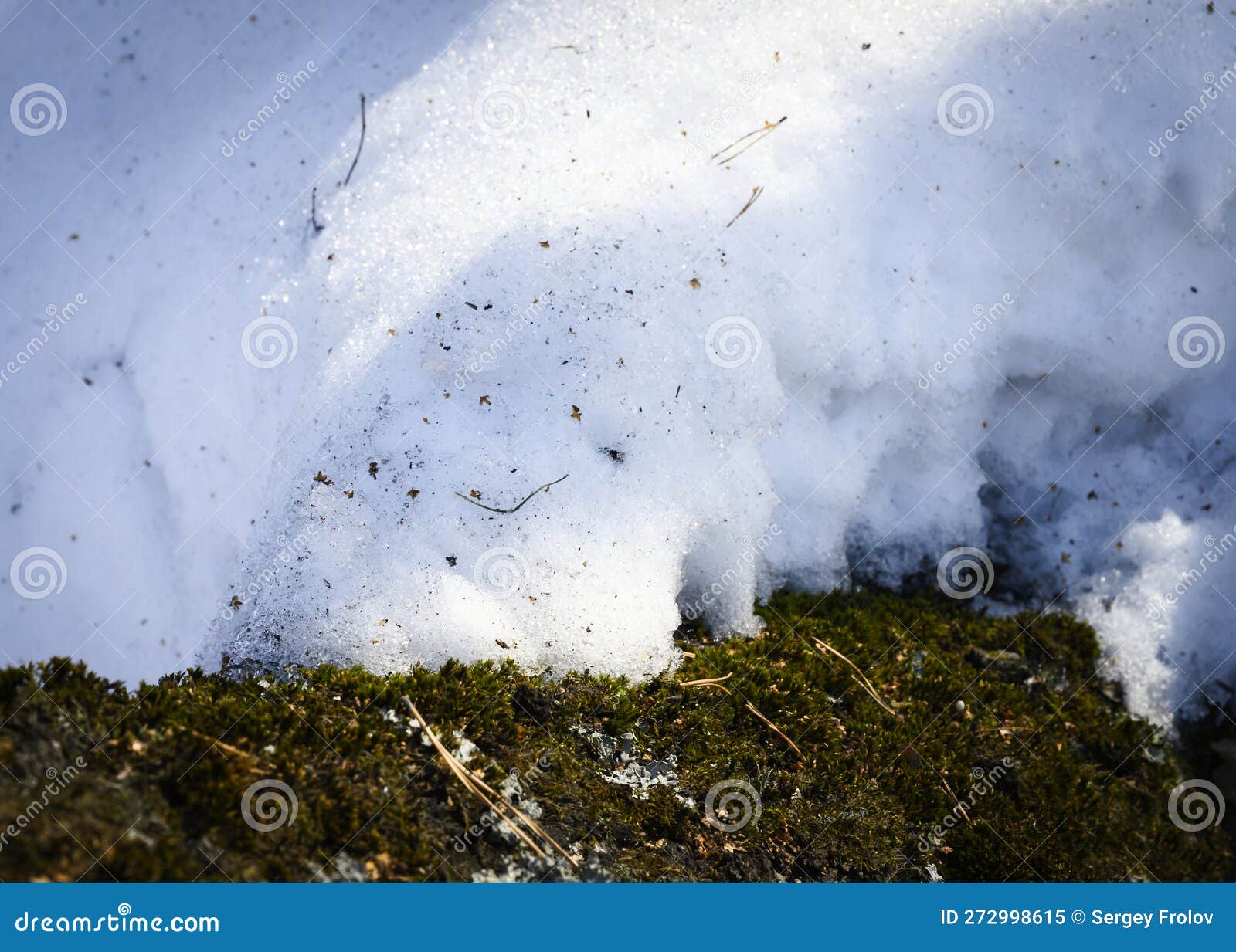 A Close-up View of the Melting Snow and the Green Moss Emerging from ...