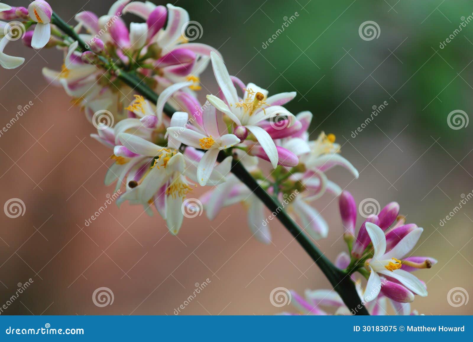 Meyer Lemon Tree Blossoms stock image. Image of agriculture - 30183075