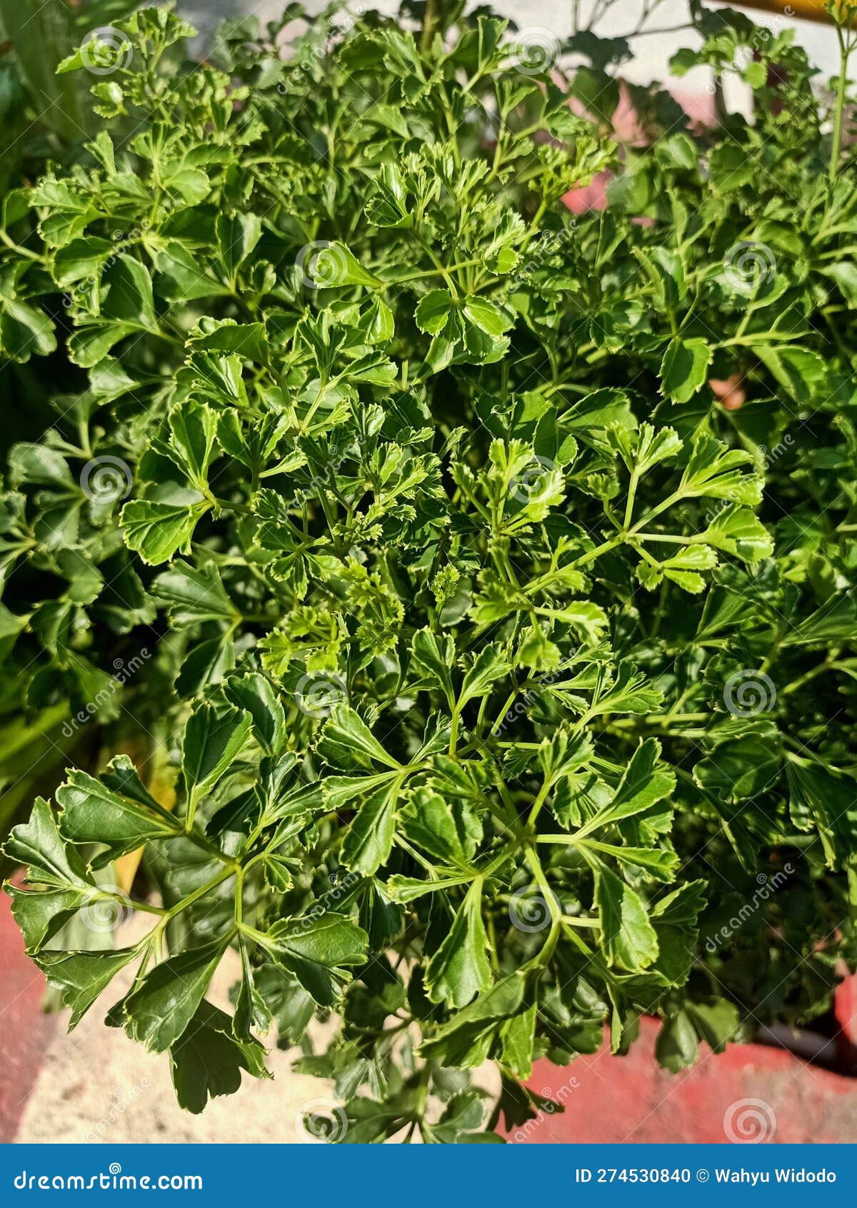 Close Up View of Ming Aralia Plant Stock Photo - Image of summer, green ...