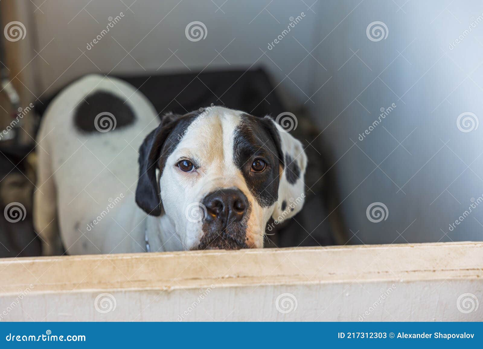 Close Up View of Mixed Breed Dog Boxer-Pointer Dog in Aviary. Stock ...