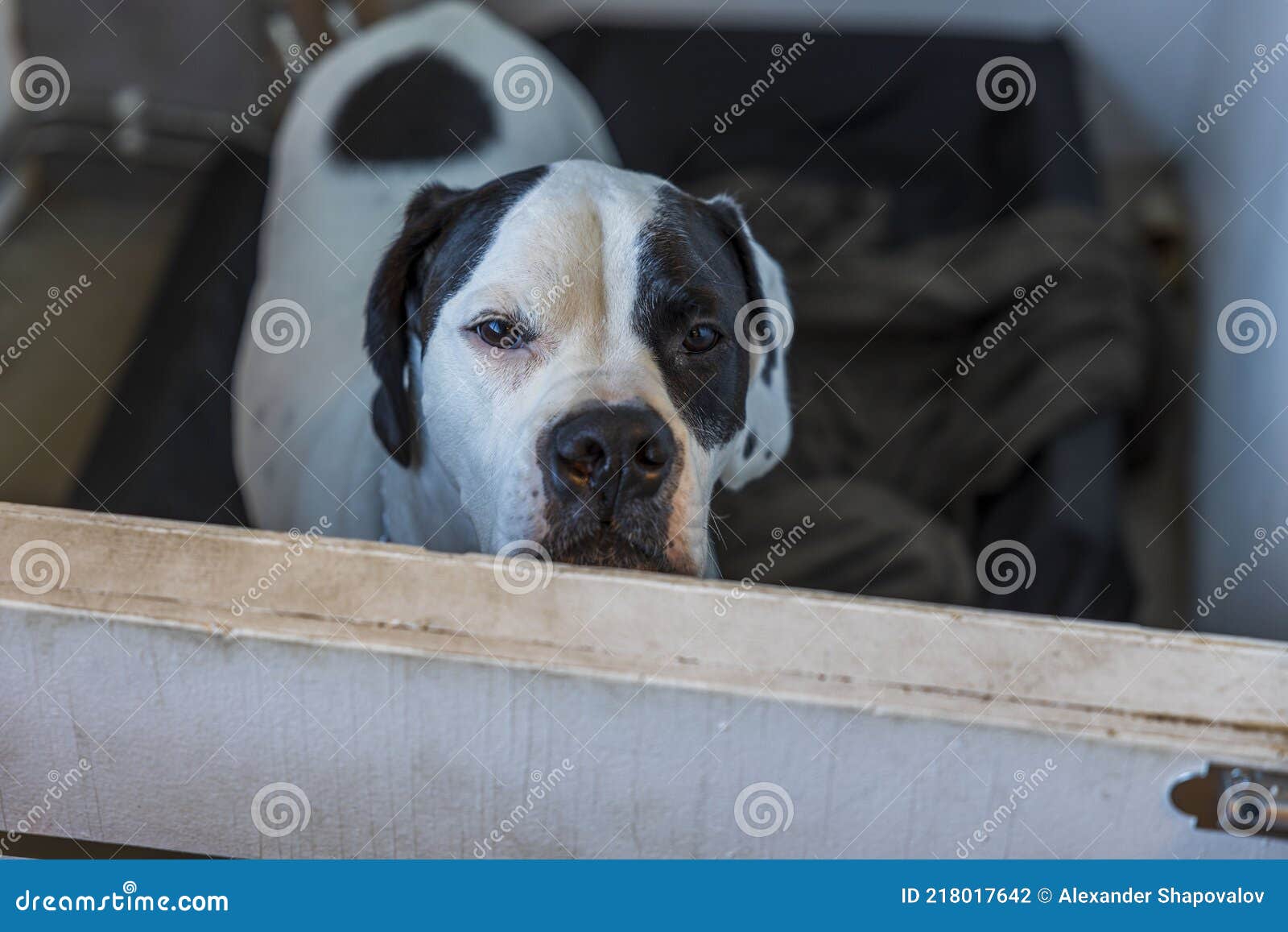 Close Up View of Mixed Breed Dog Boxer-Pointer Dog in Aviary. Stock ...